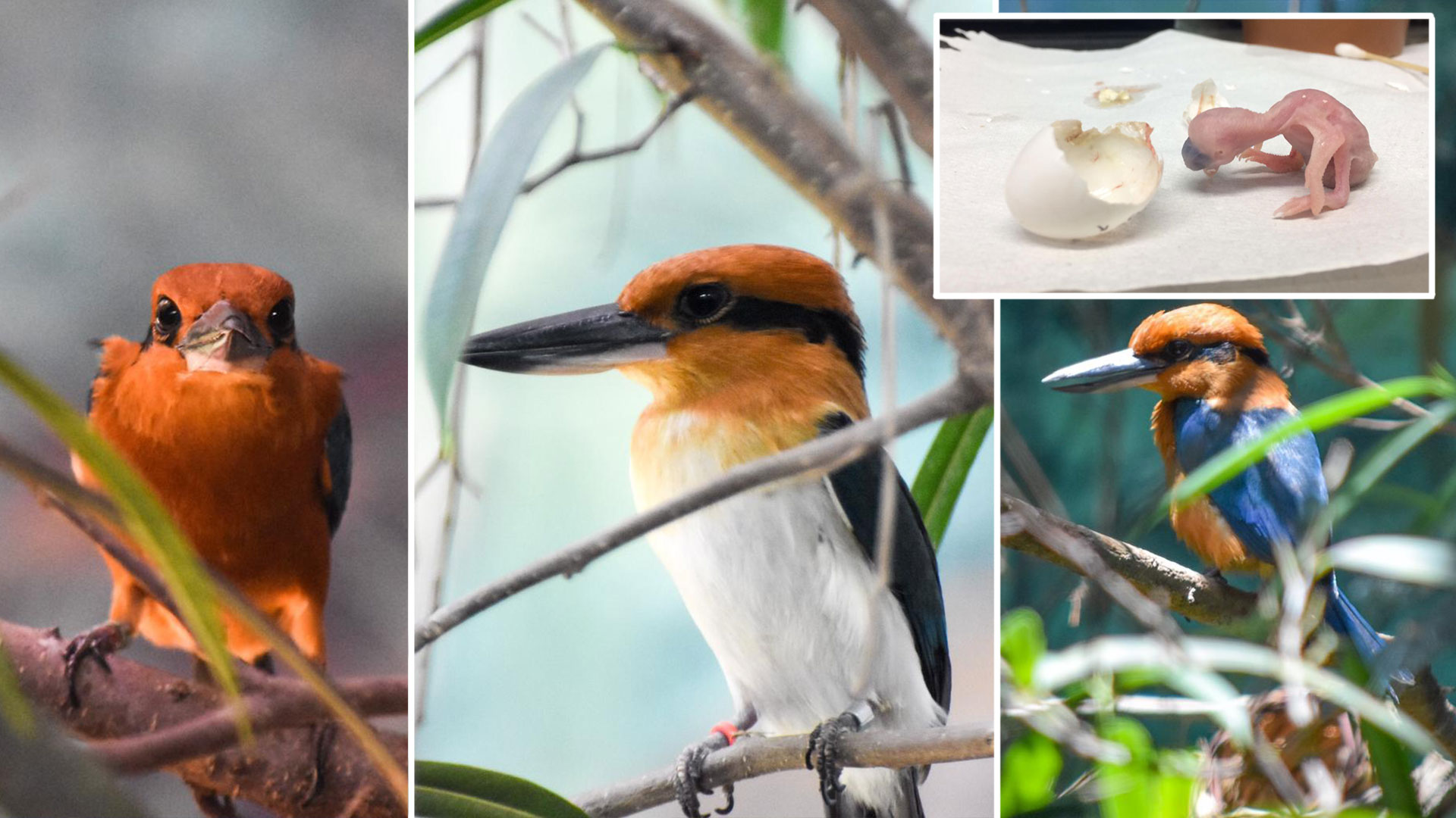 Birds That Are Rare