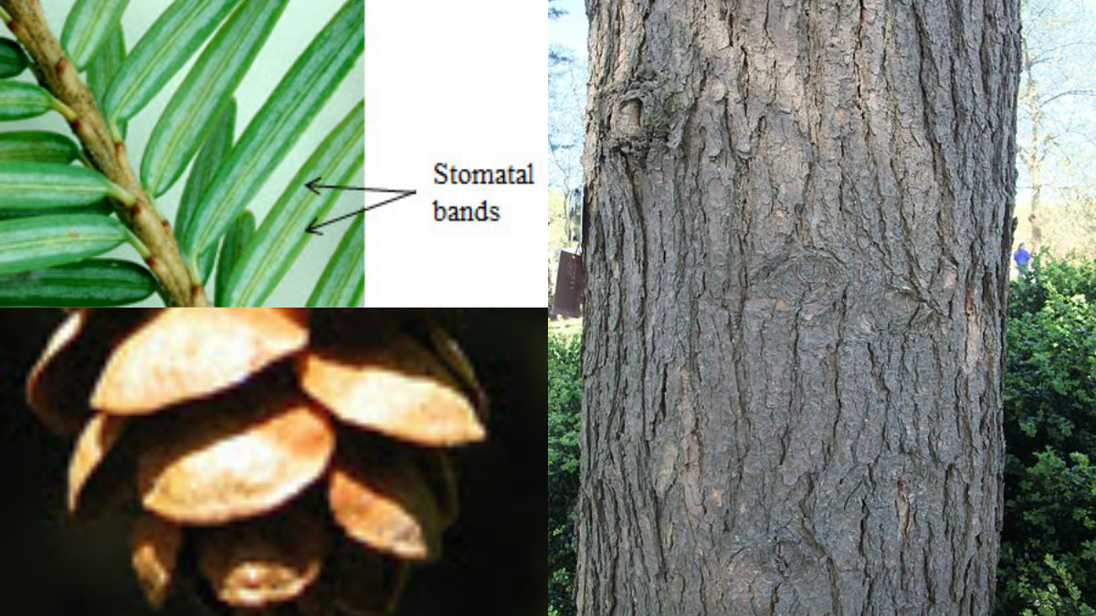 Pine Tree Bark Identification