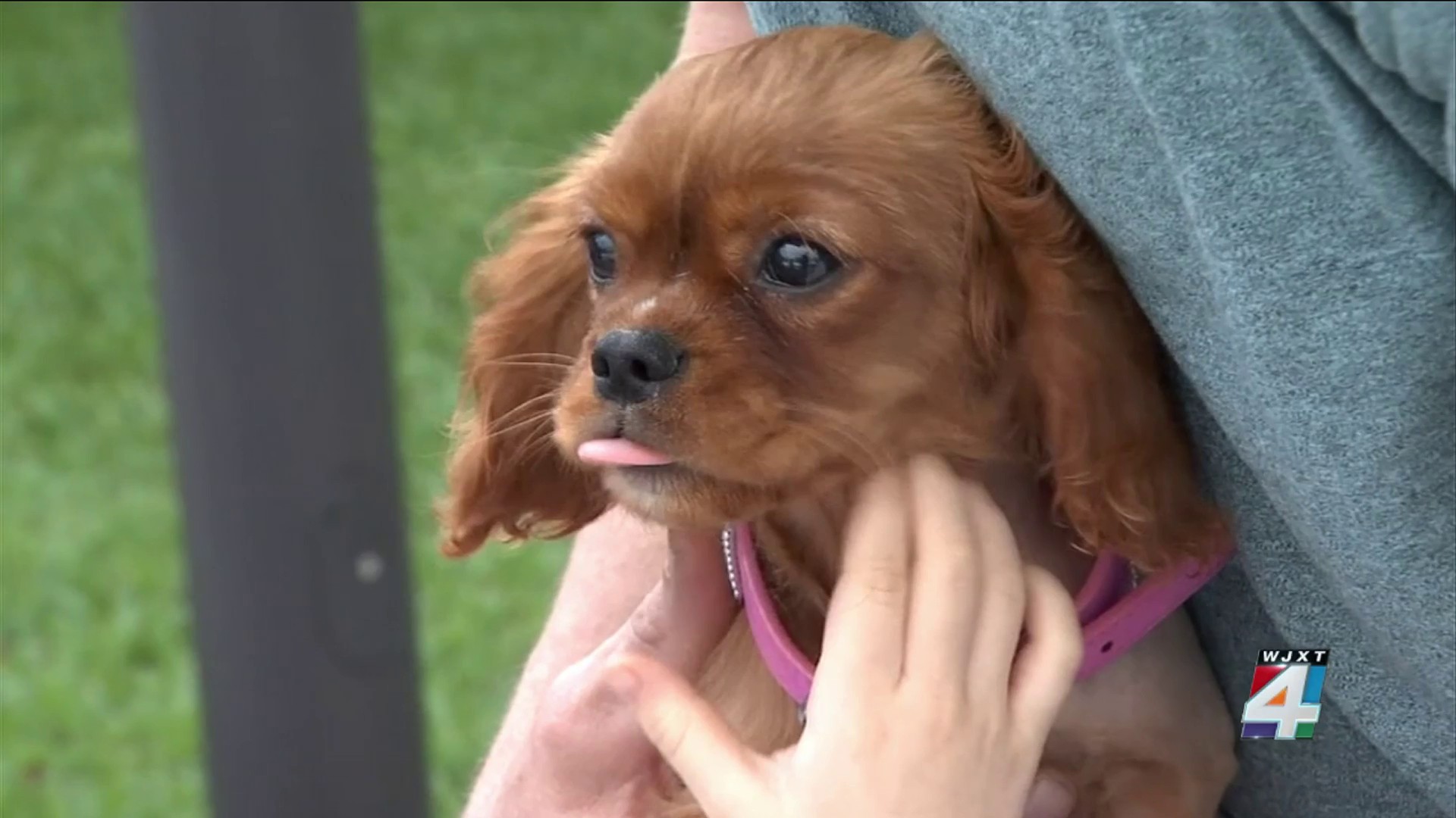 Is The Cavalier King Charles Spaniel Legal In Georgia