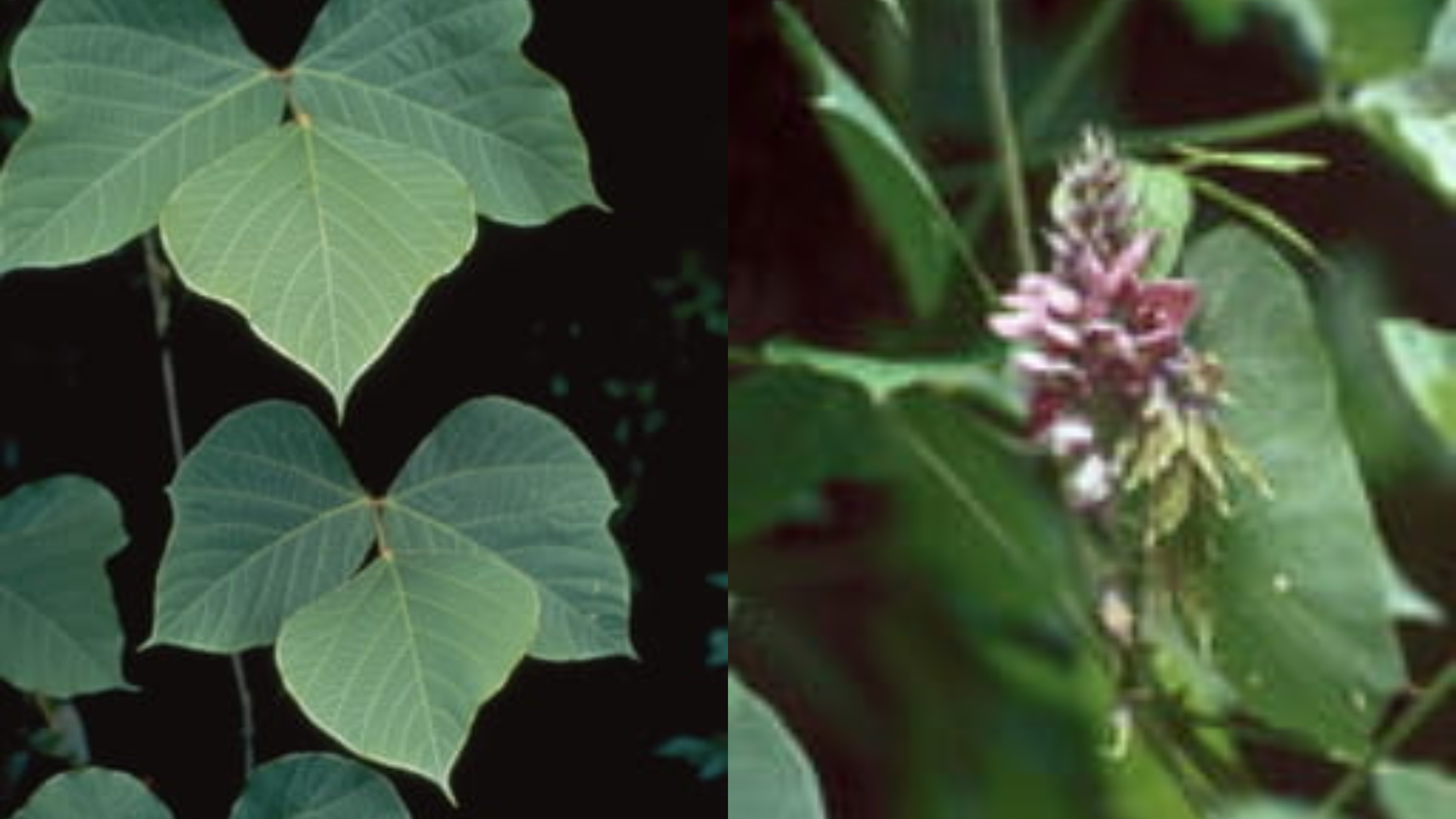 Invasive Weeds In Michigan Identifying And Managing Northern