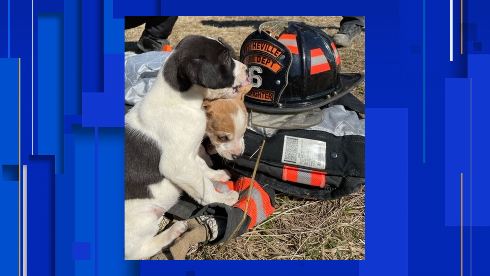 Firefighter Rescue Dog
