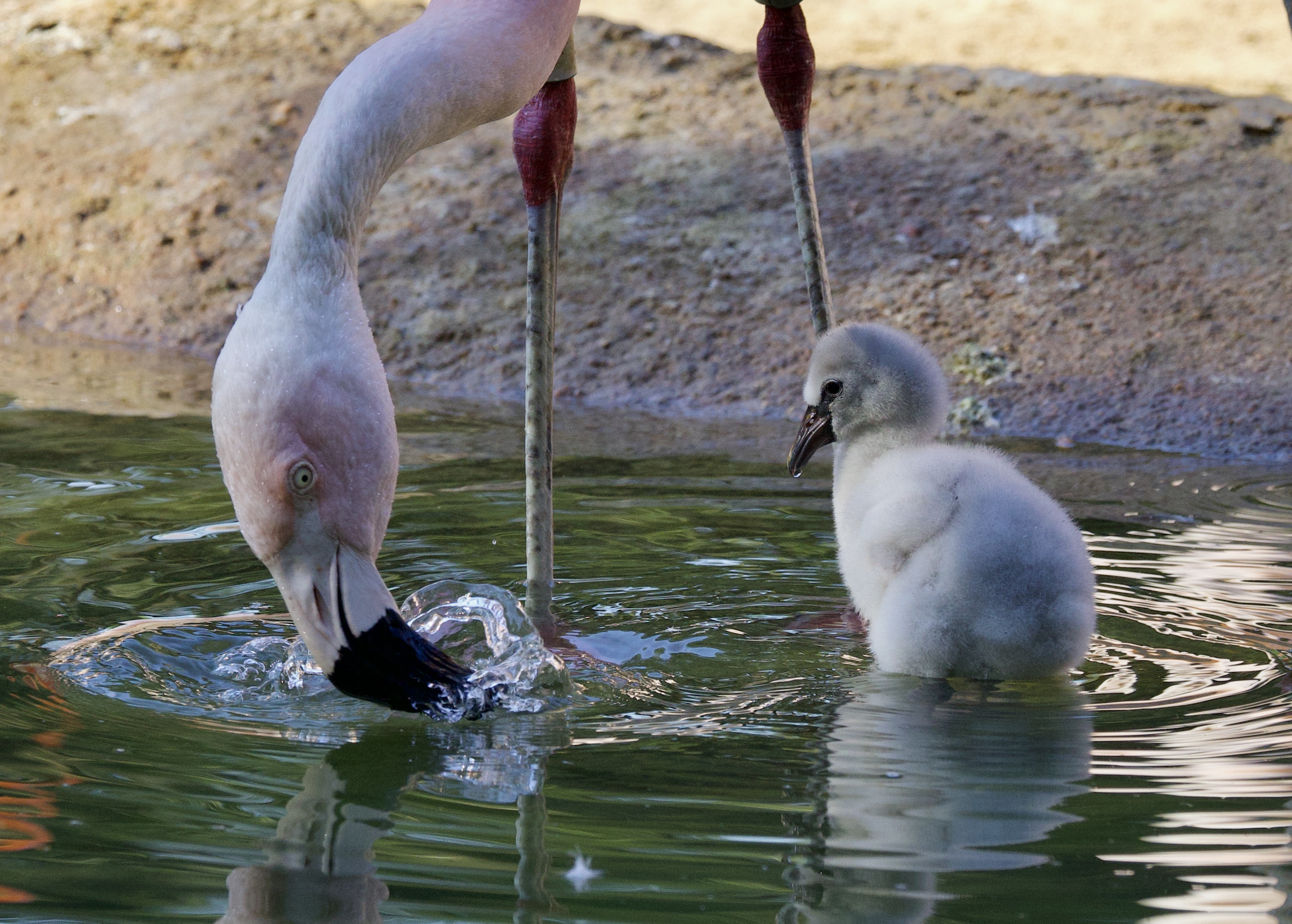 Newborn Flamingo
