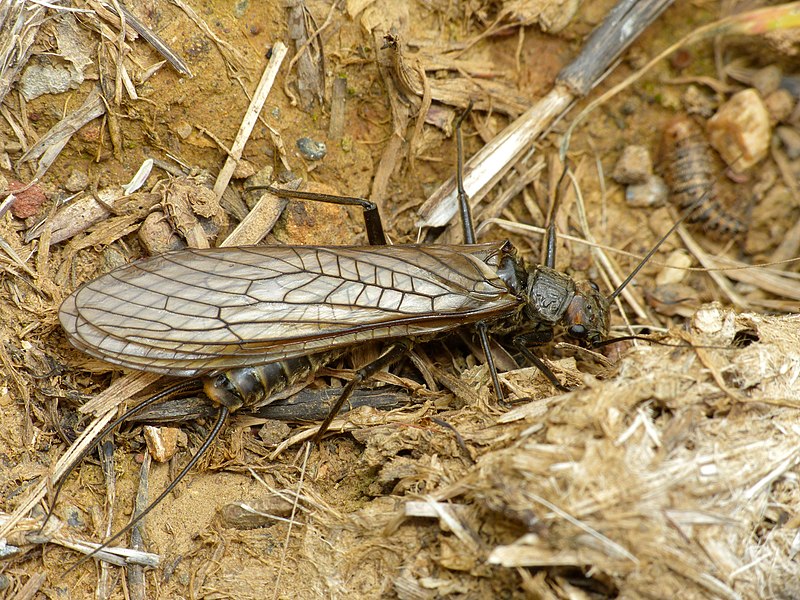Michigan State Insect