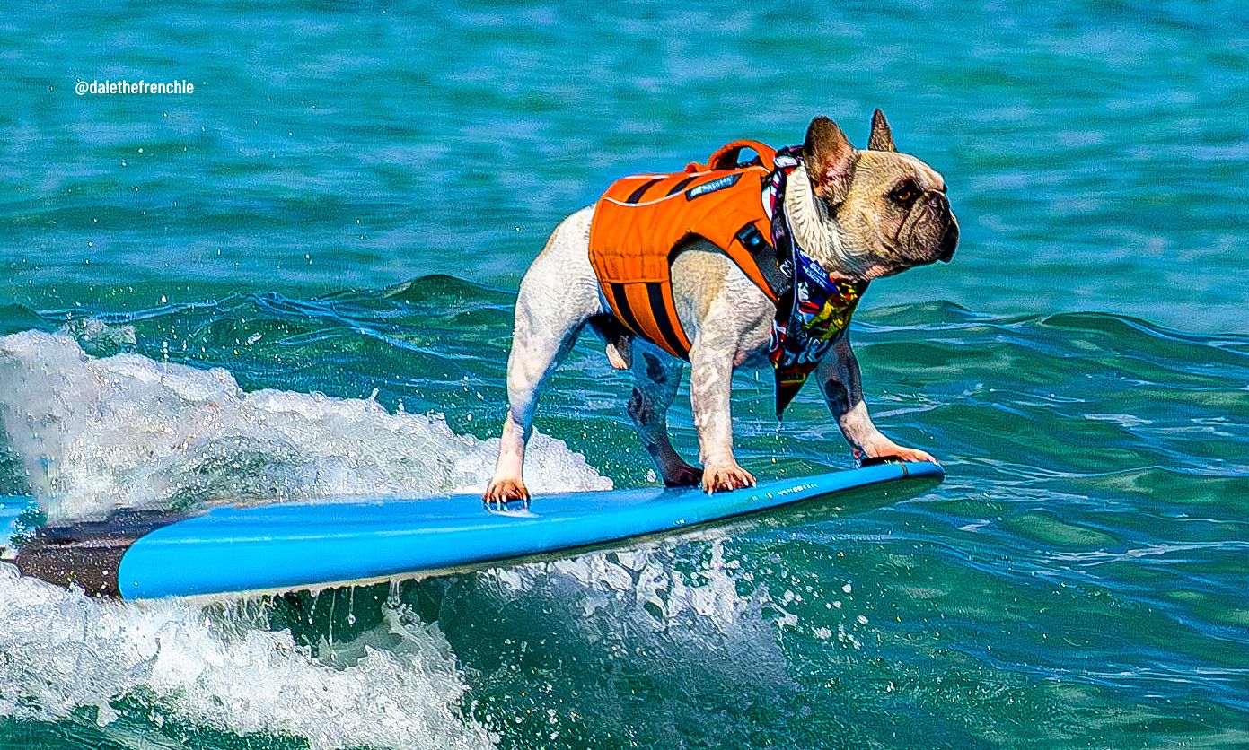 Bulldog Surfing