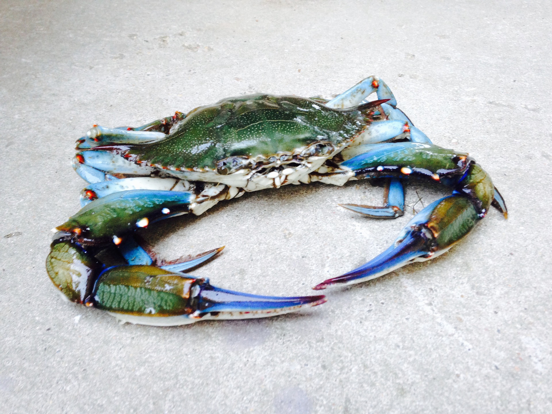 Female Blue Crabs