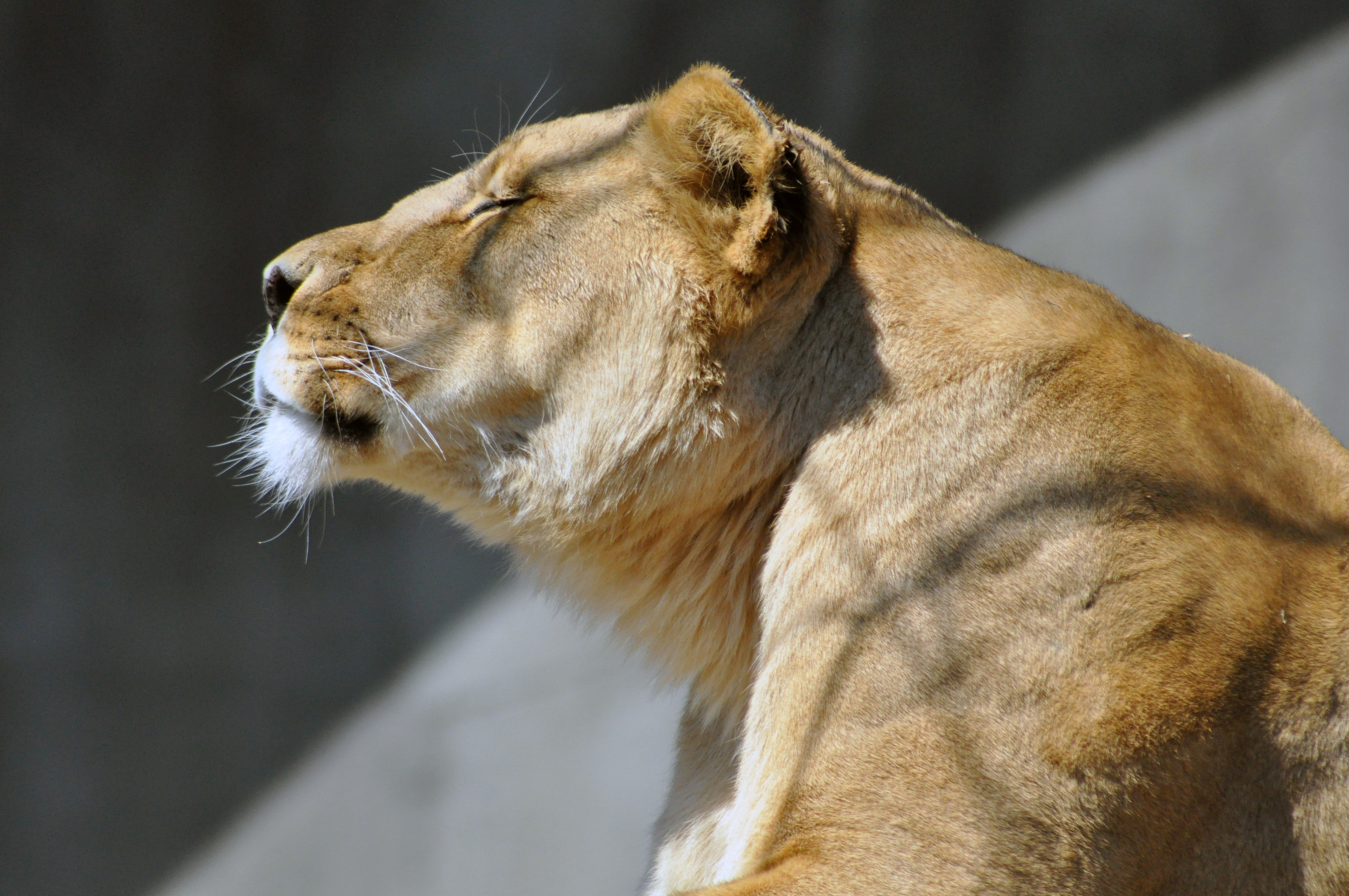 Female Lion Side Profile