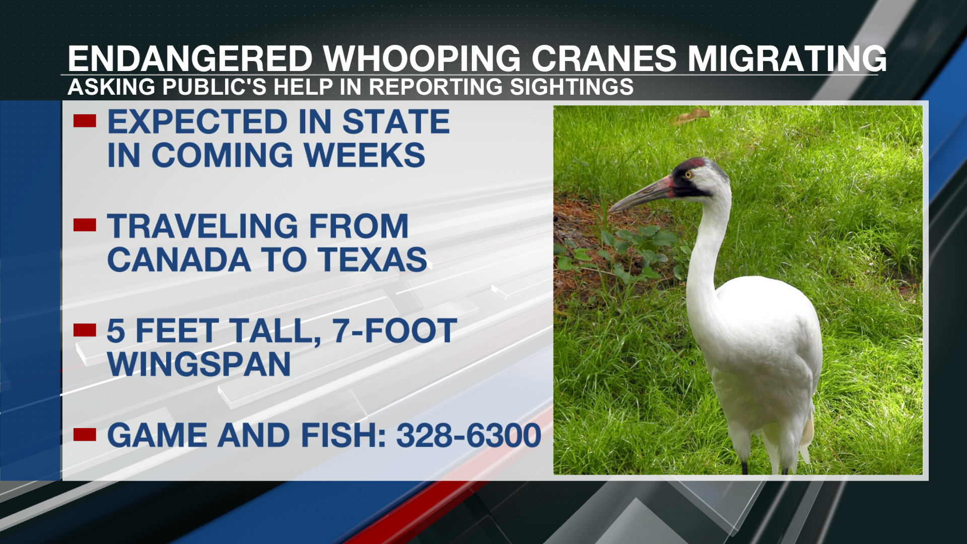 Whooping Cranes Migration