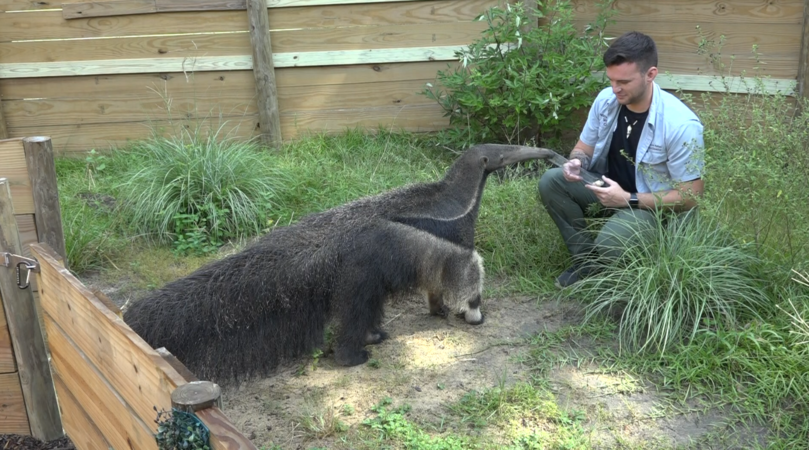 Anteater