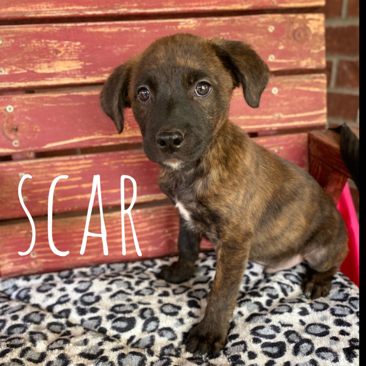 German Shepherd Boxer Lab Mix