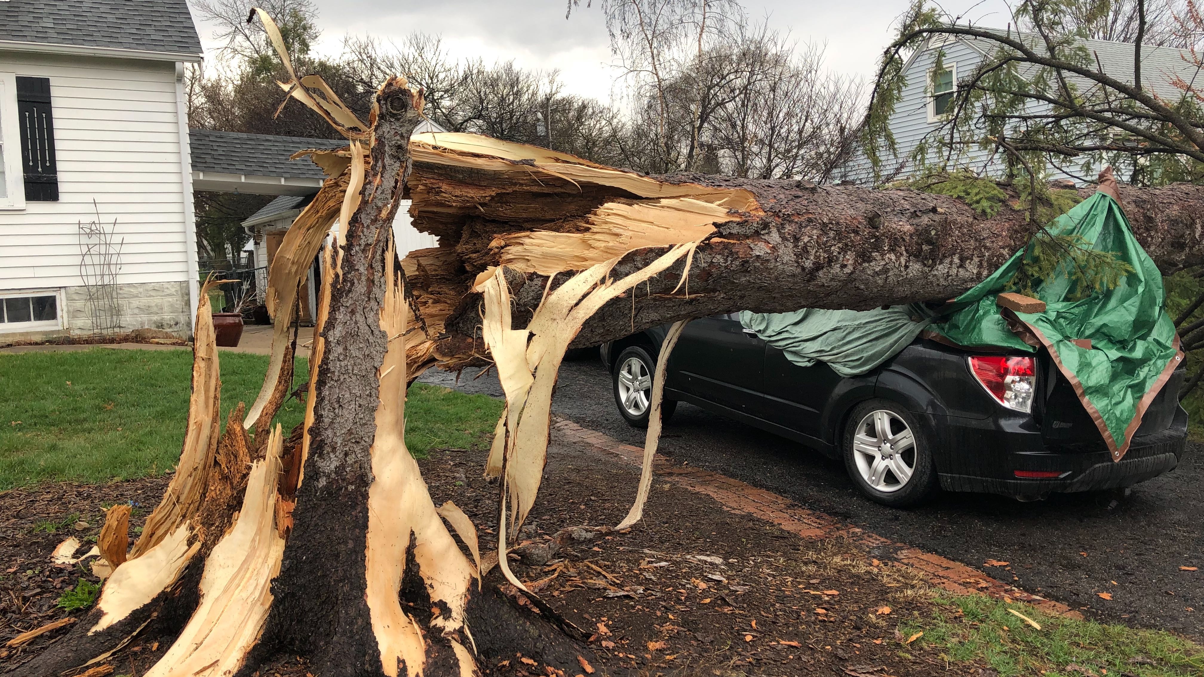 Strong Wind Trees