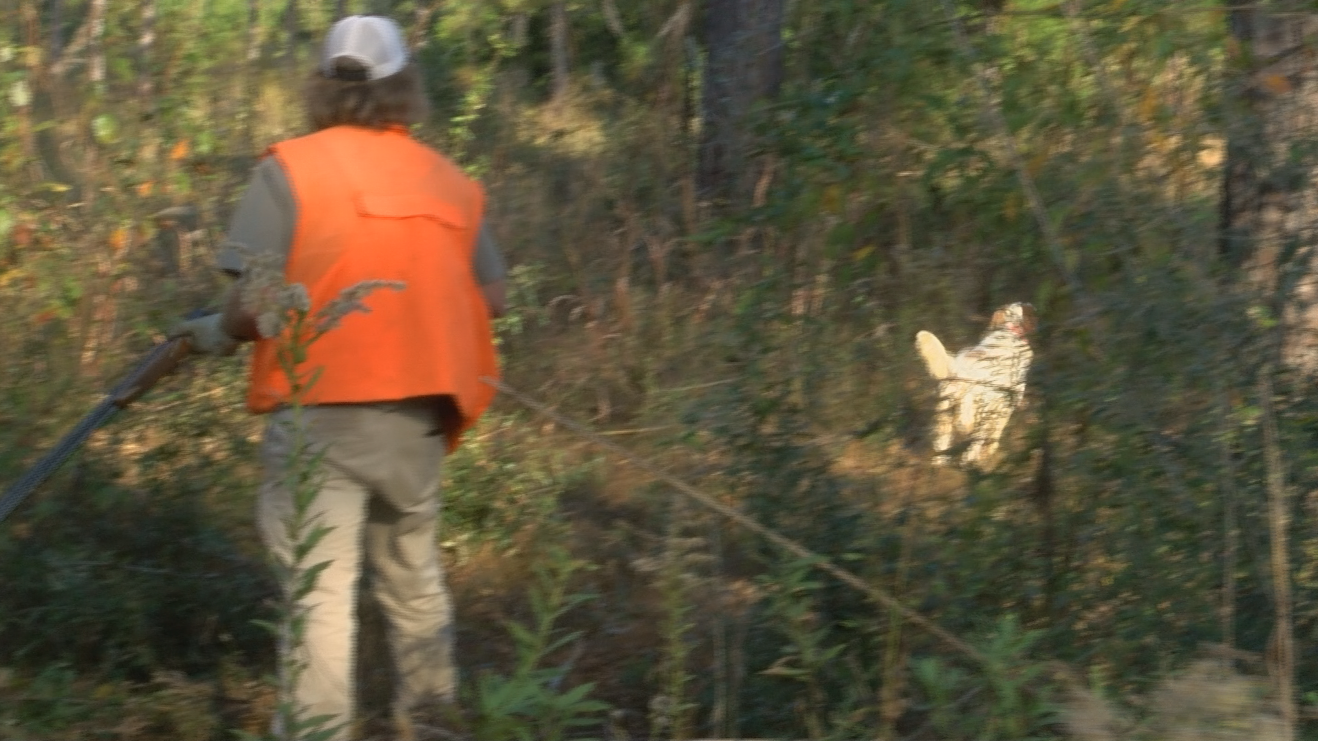 Quail Hunting Georgia Plantation
