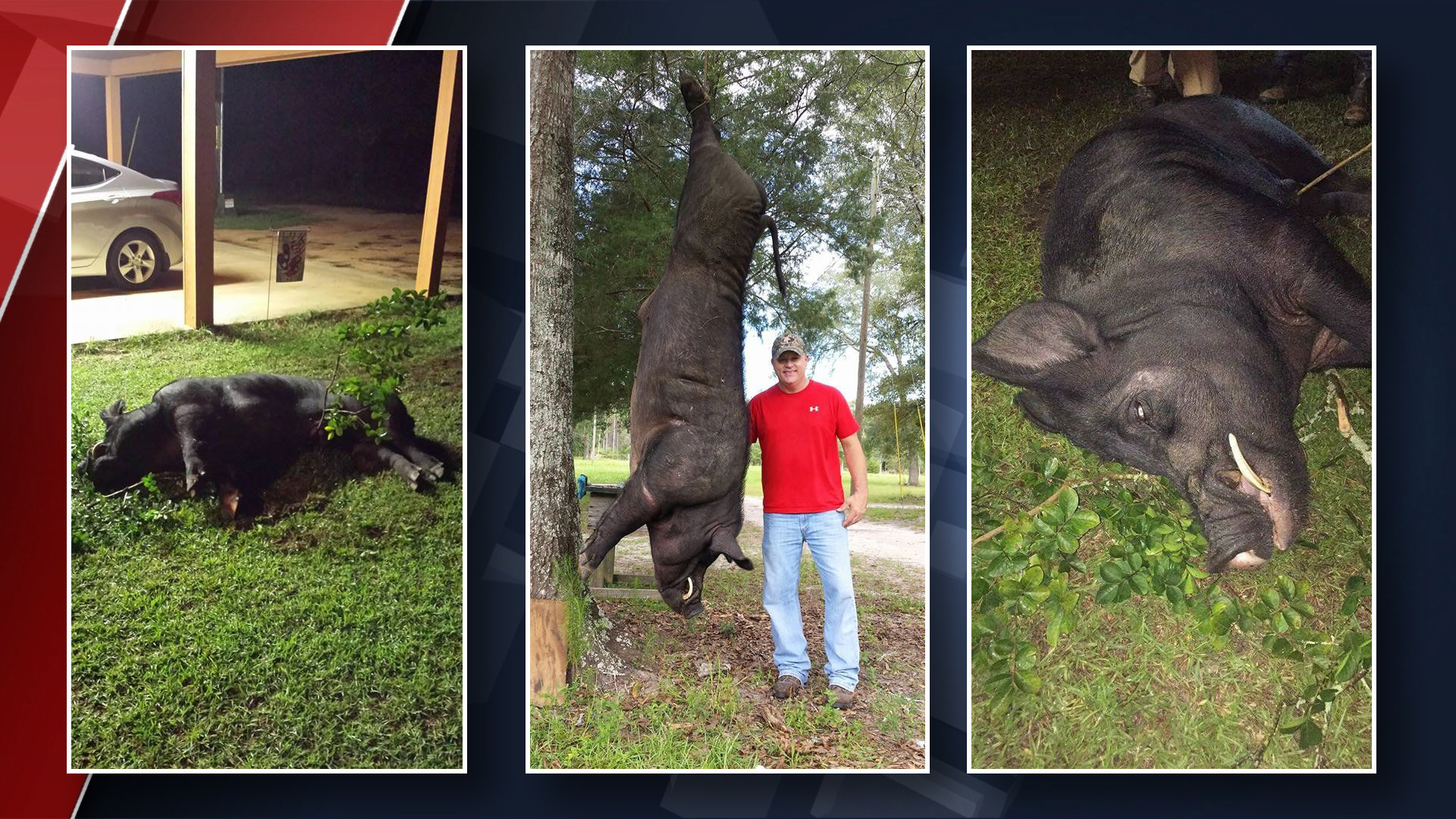 Giant Hog Shot In Florida