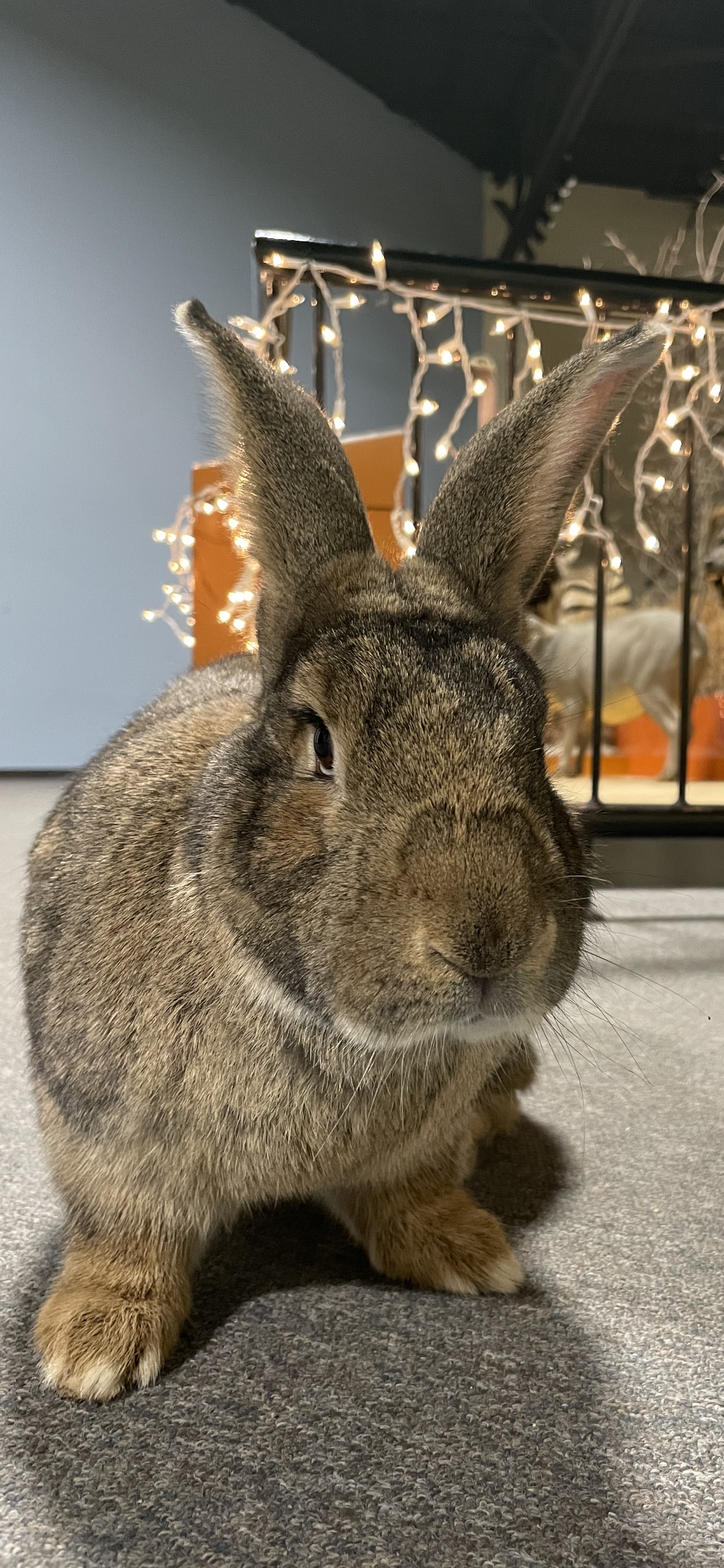 Light Gray Flemish Giant