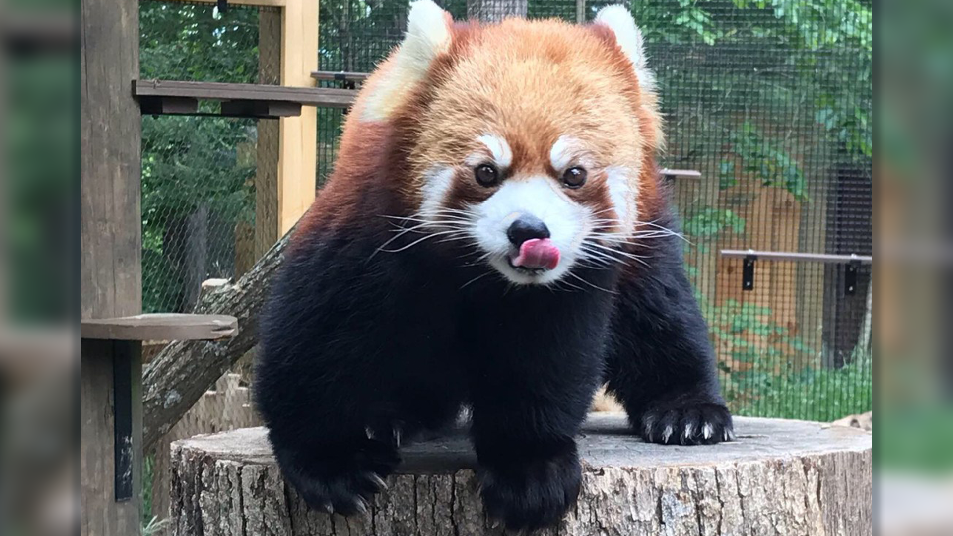 Red Pandas Eating