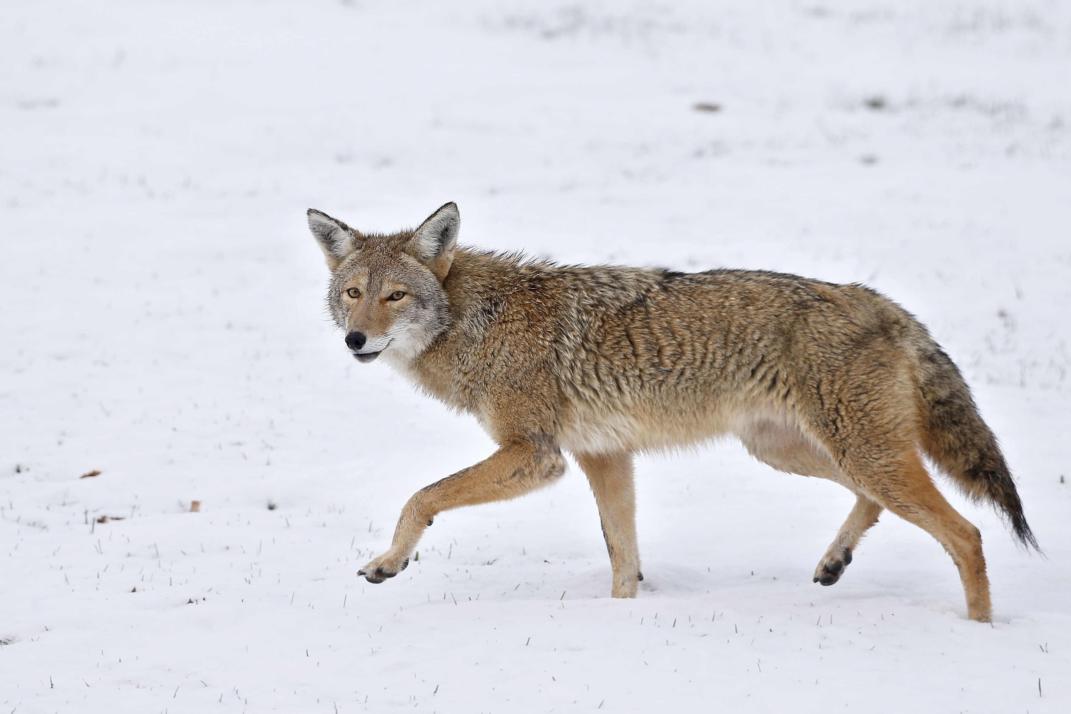 Coyotes In Snow