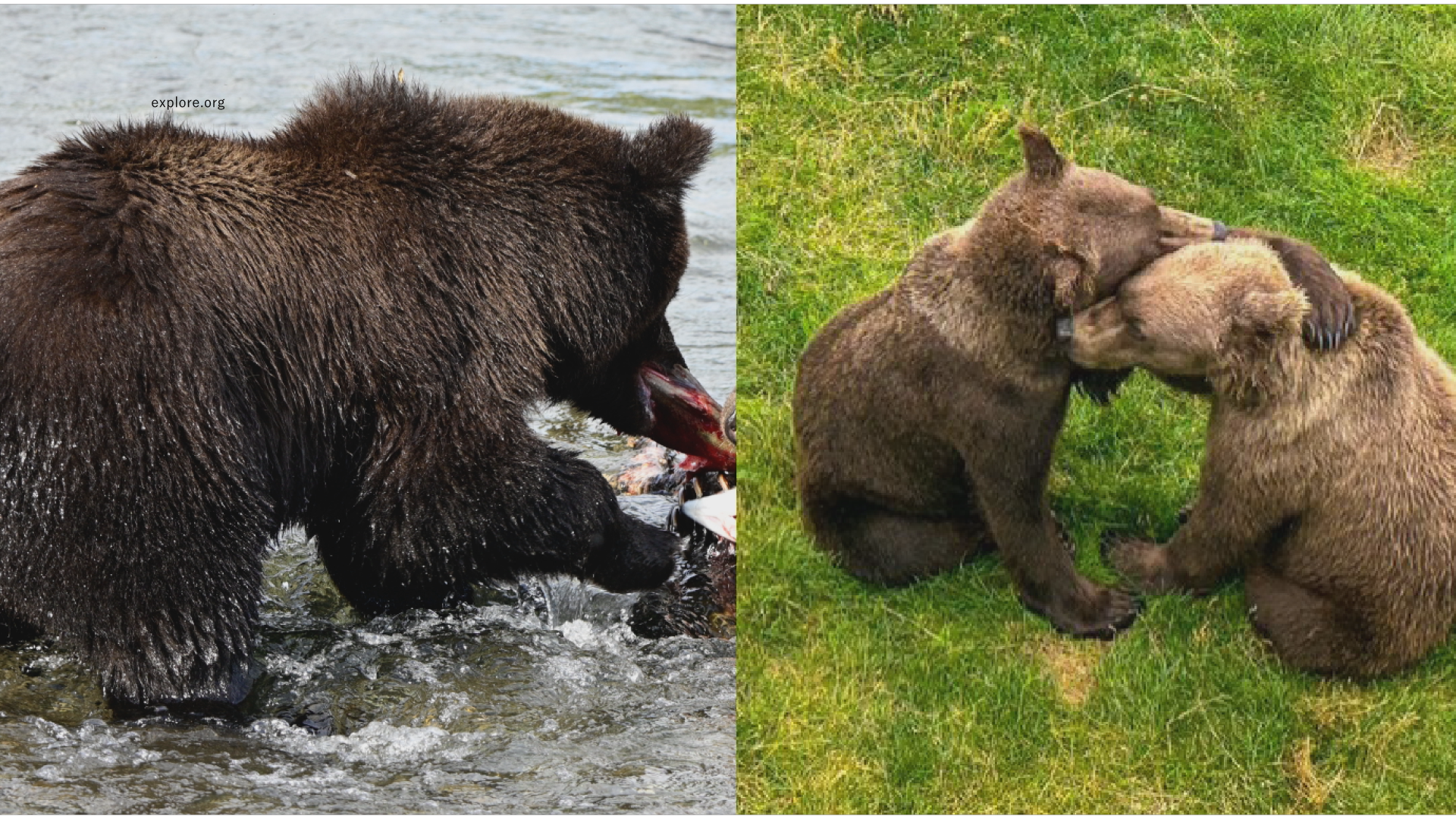 3 Largest Bears In The World