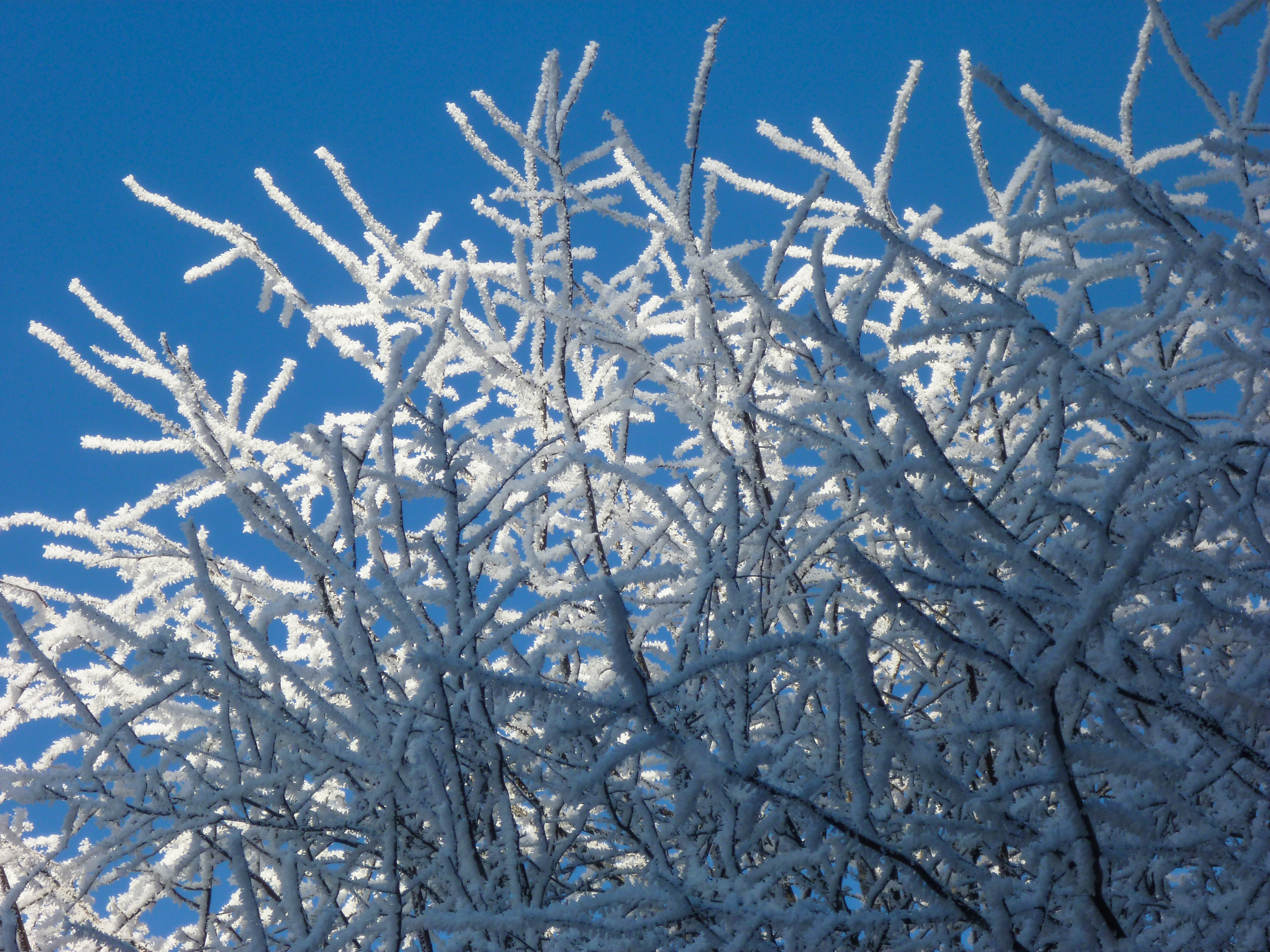 Frost On Trees