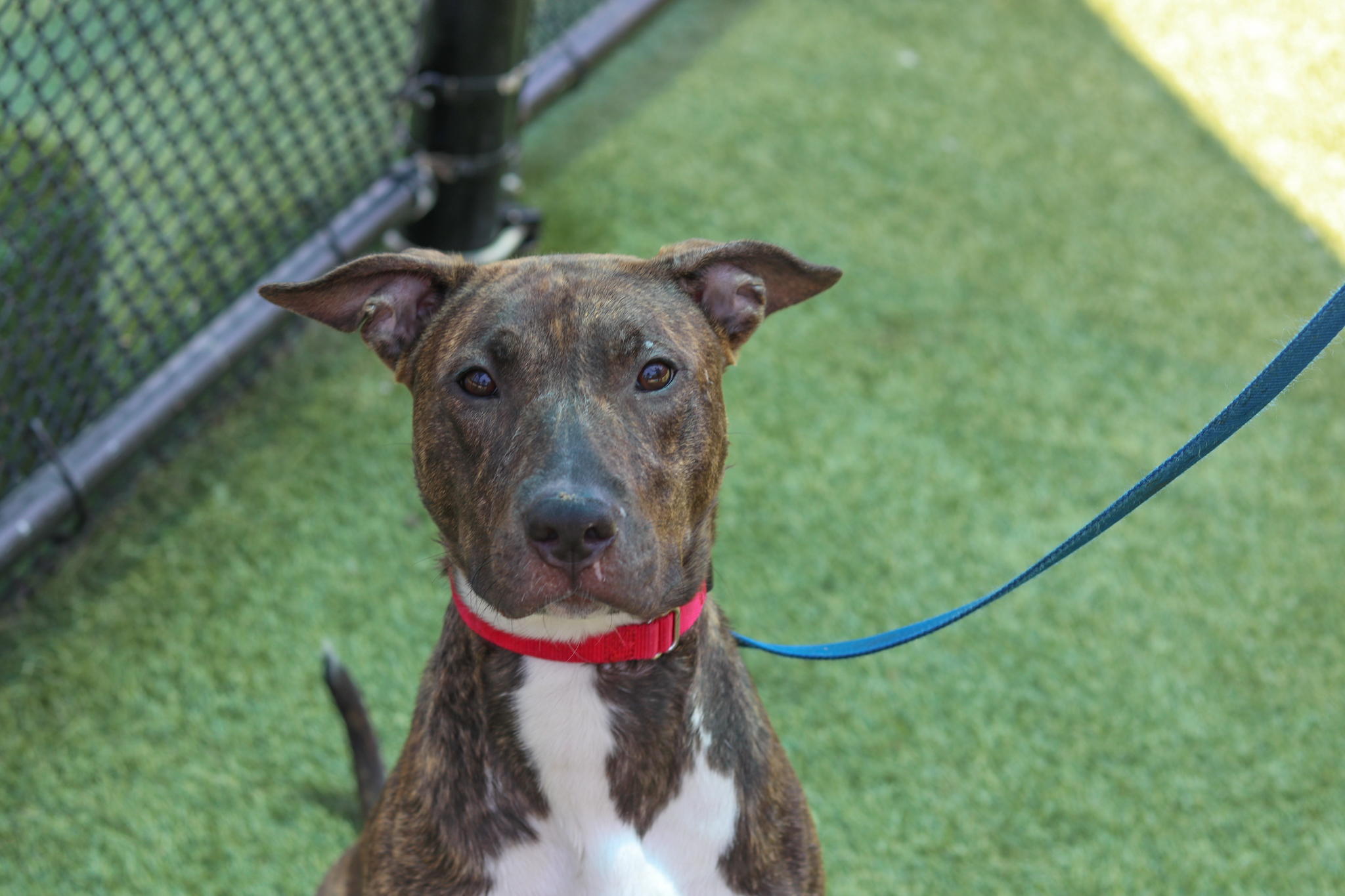 Whippet Bull Terrier Mix