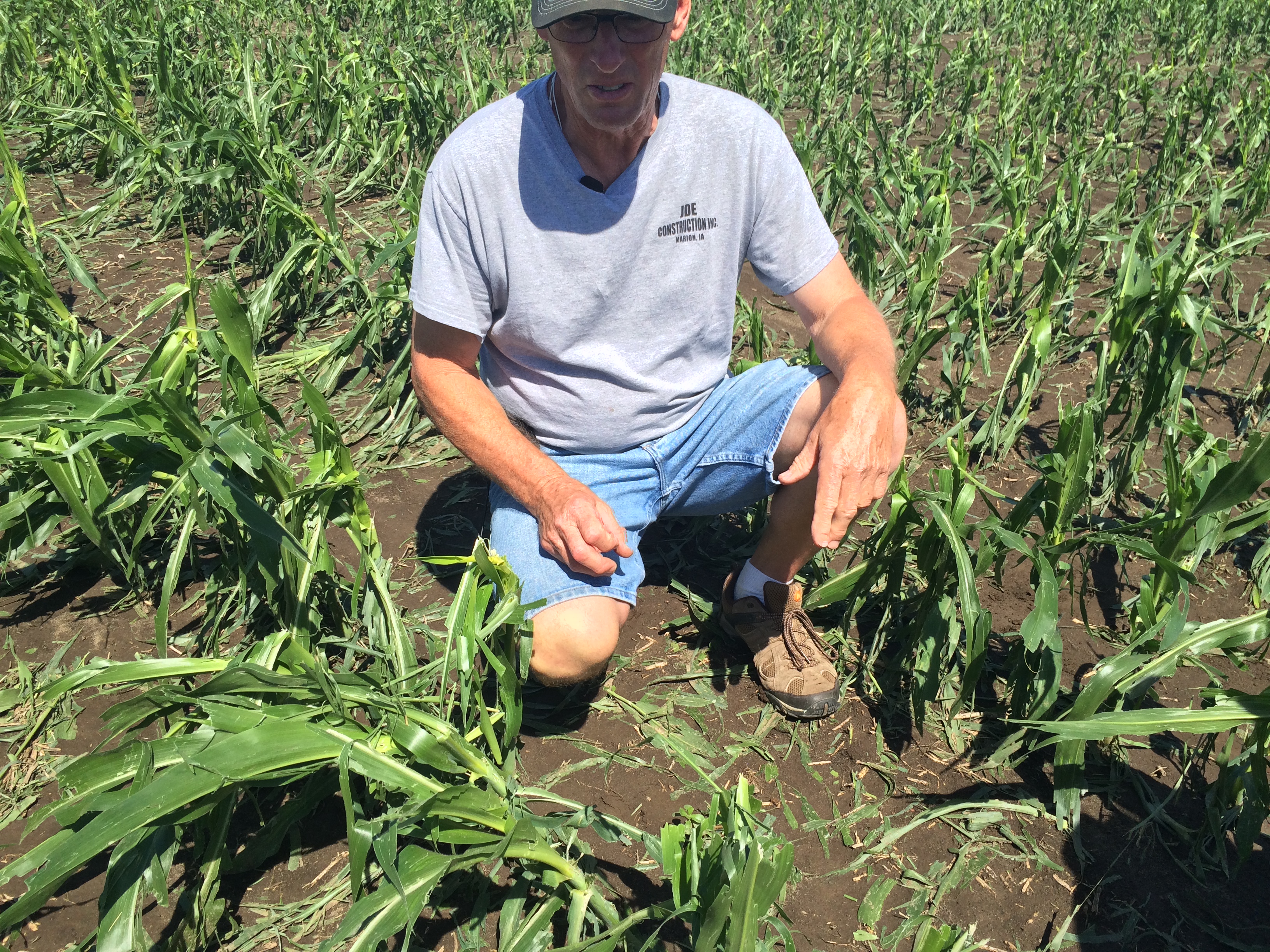 Hail Damage To Crops