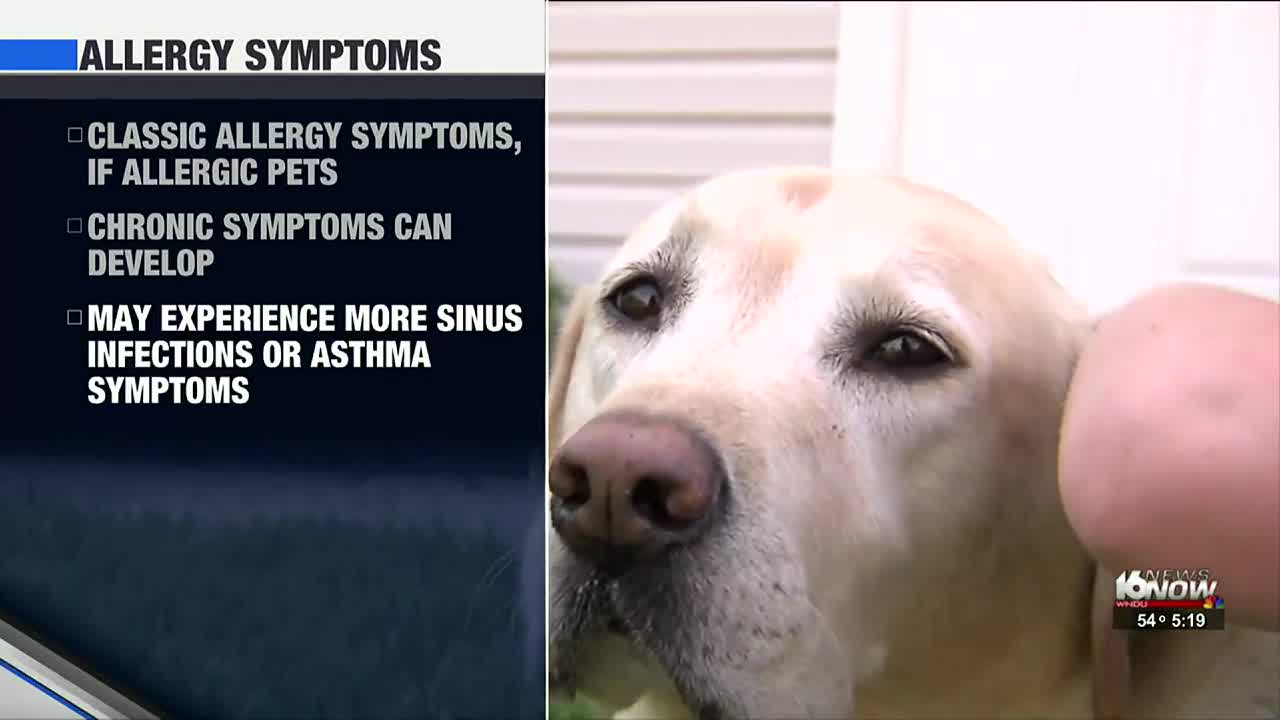 Can Puppies Get Sinus Infections