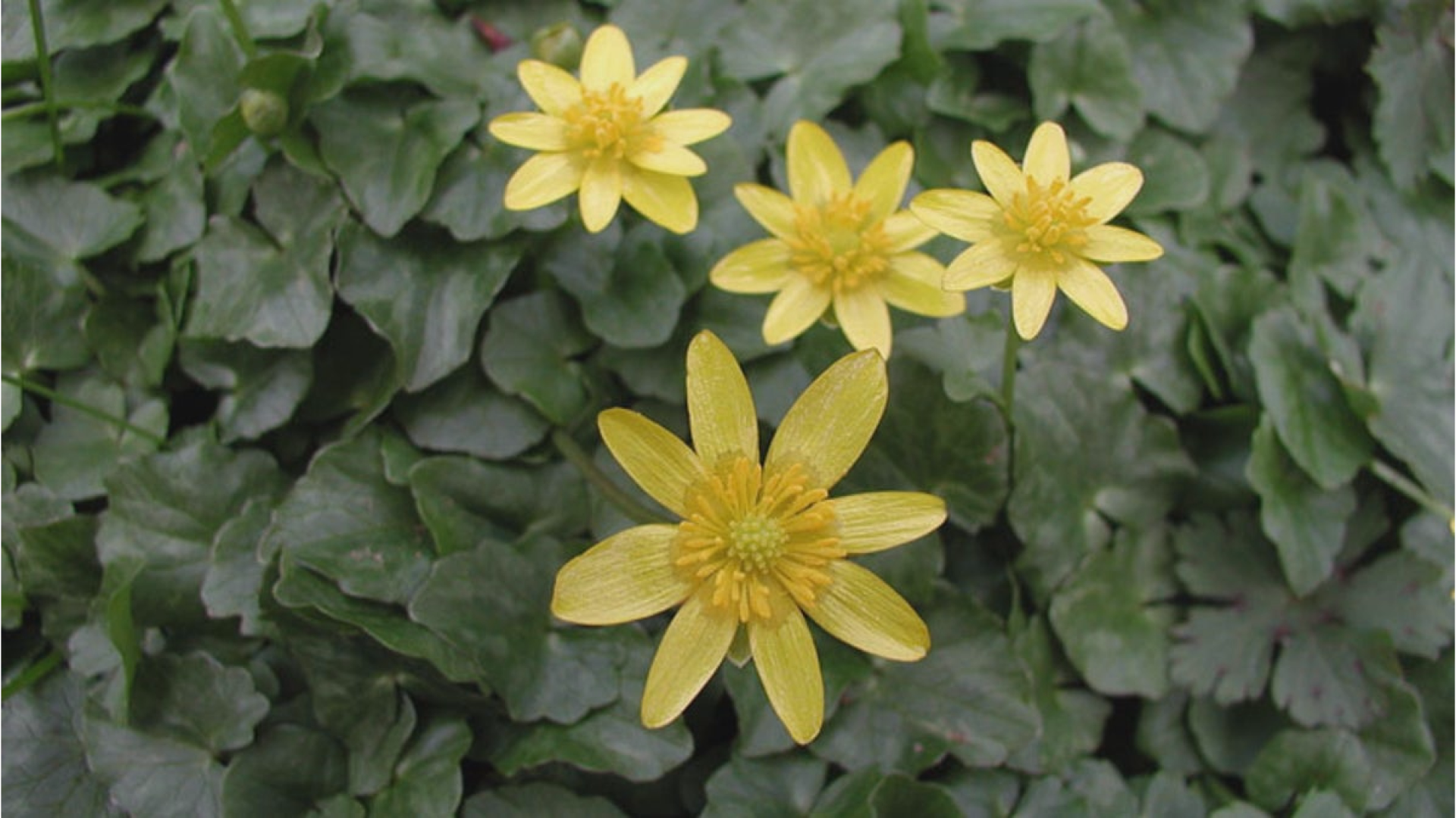 Invasive Yellow Flower Ohio | Best Flower Site