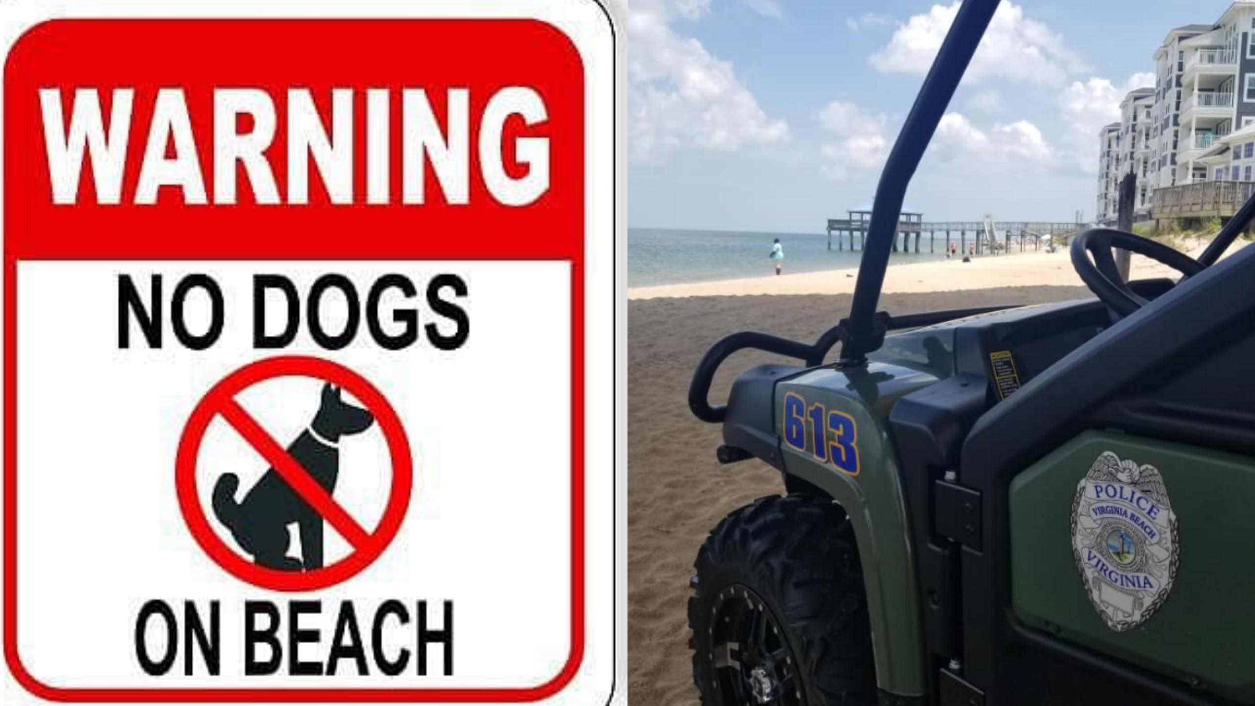 Are Dogs Allowed On Virginia Beach