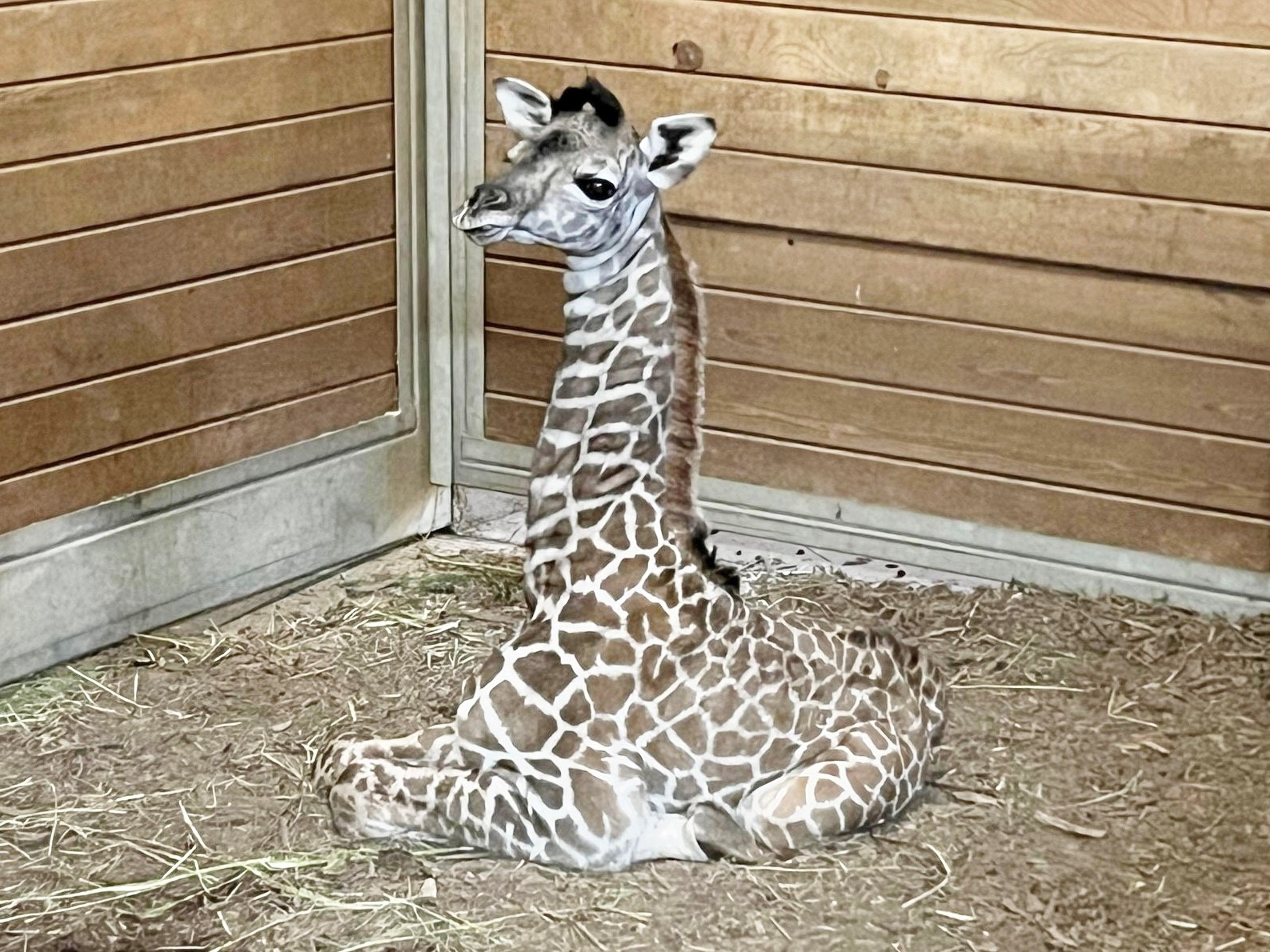 Gif Giraffa Neonata