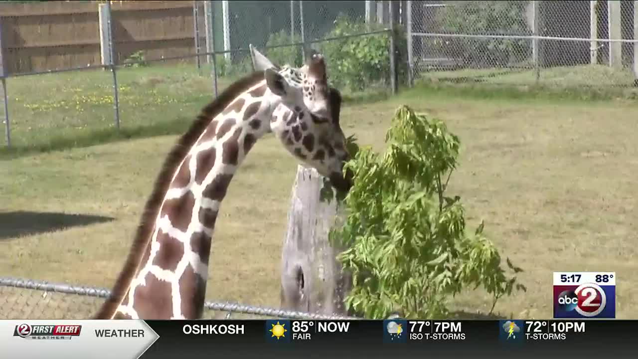 NEW Zoo hosting World Giraffe Day events Monday