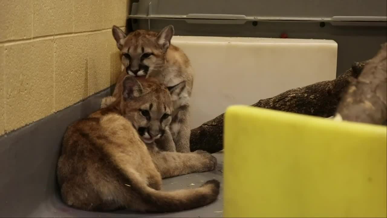 Puma Cubs