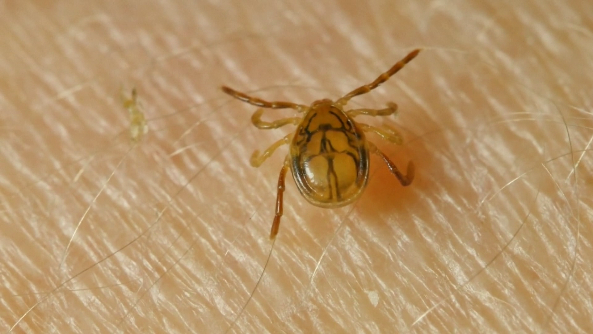 Orange Tick Insect