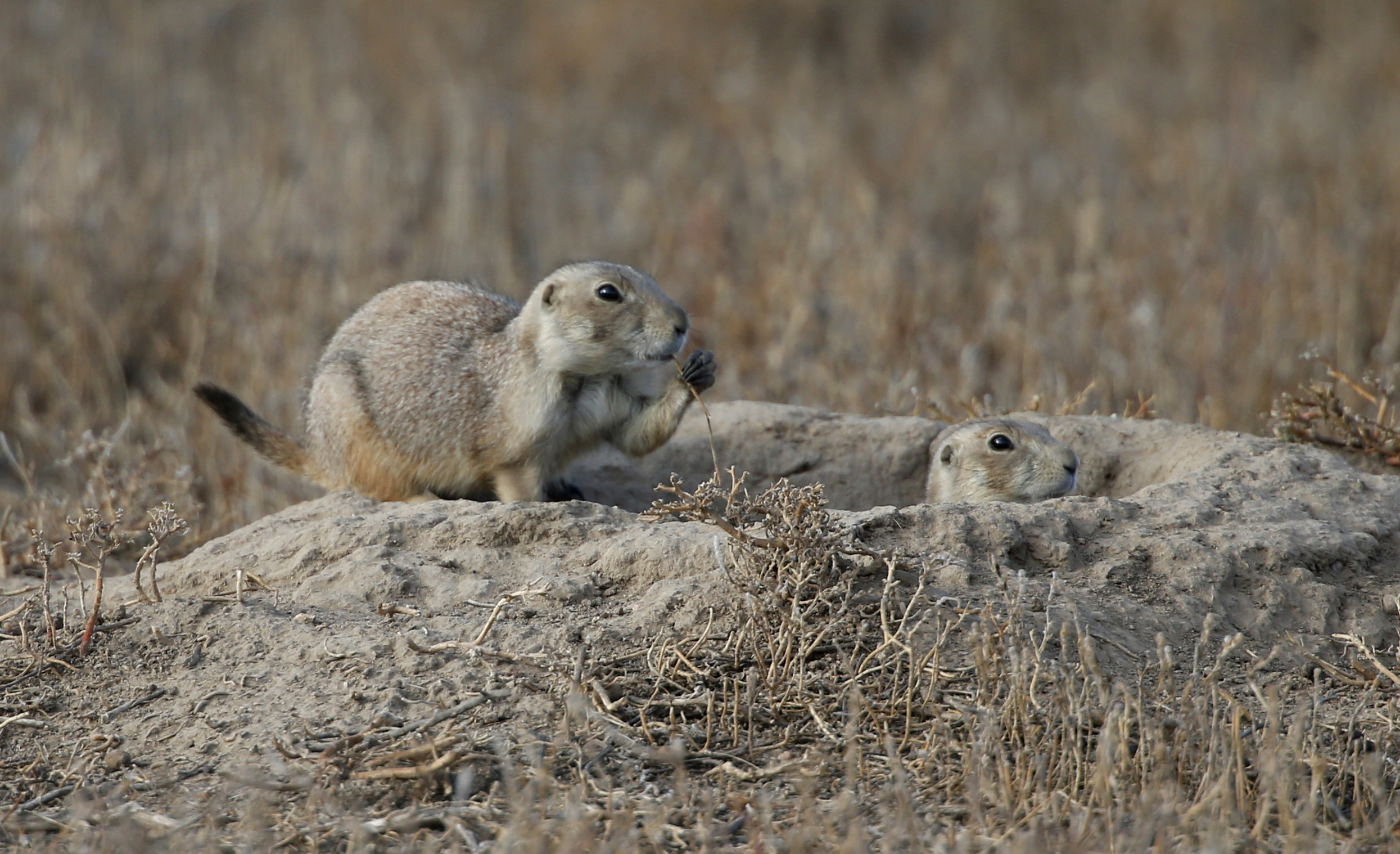 Prairie Dog Plague Map
