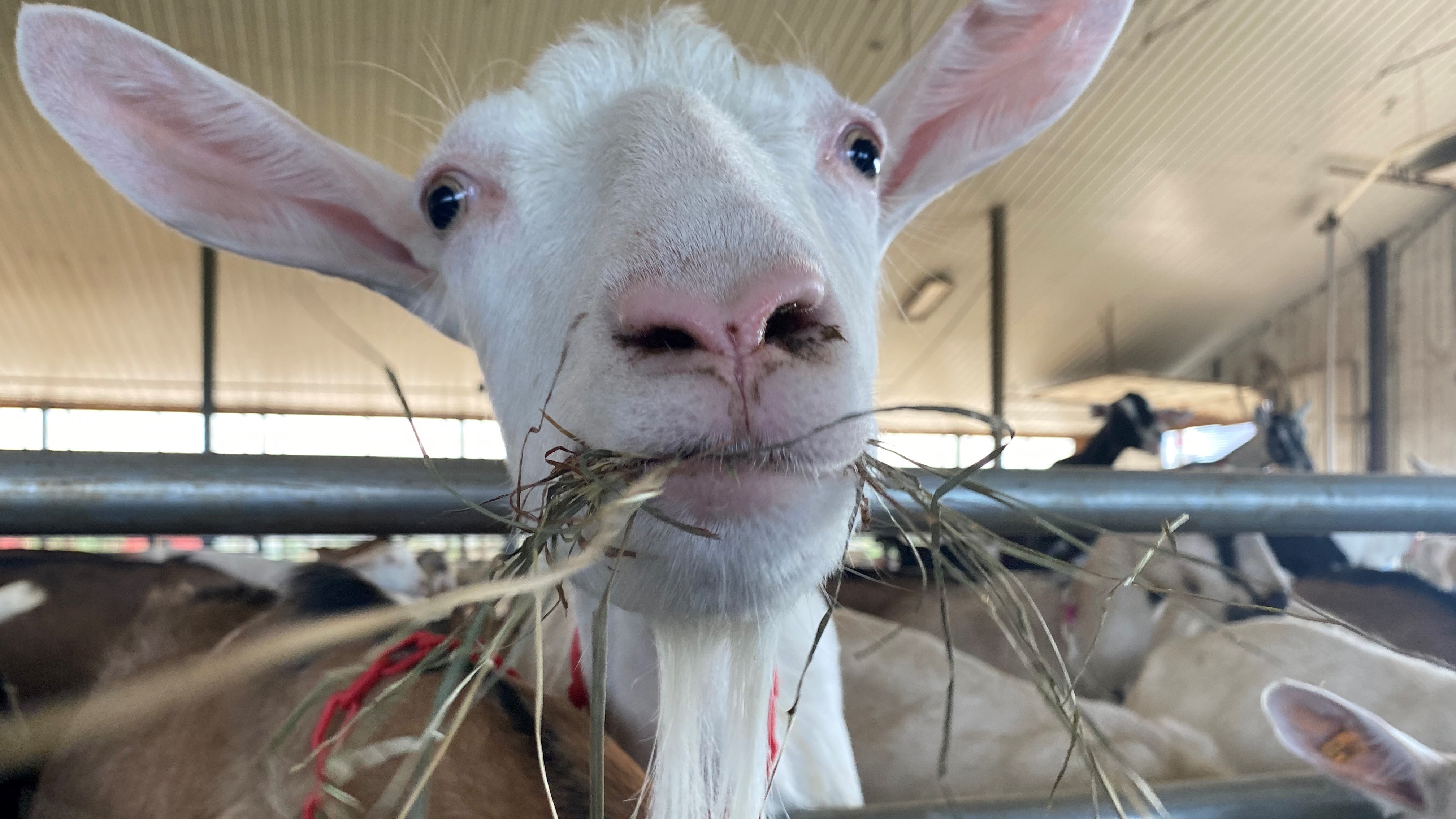 Goat Mouth Open