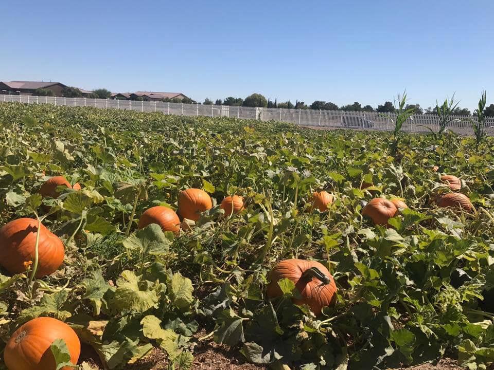 Gilcrease Orchard Las Vegas Gilcrease Orchard Prepares For May Opening