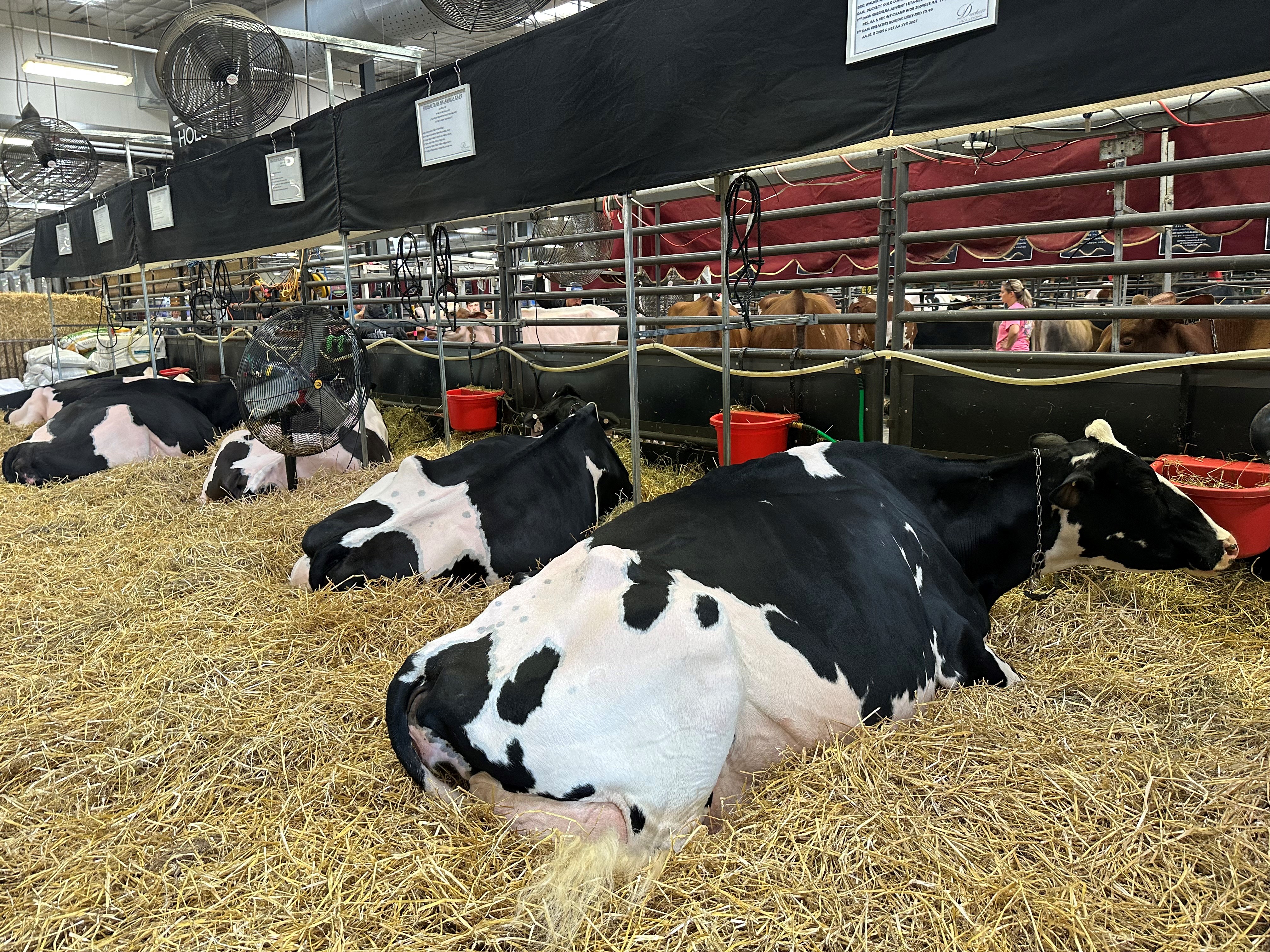 Farm Cow