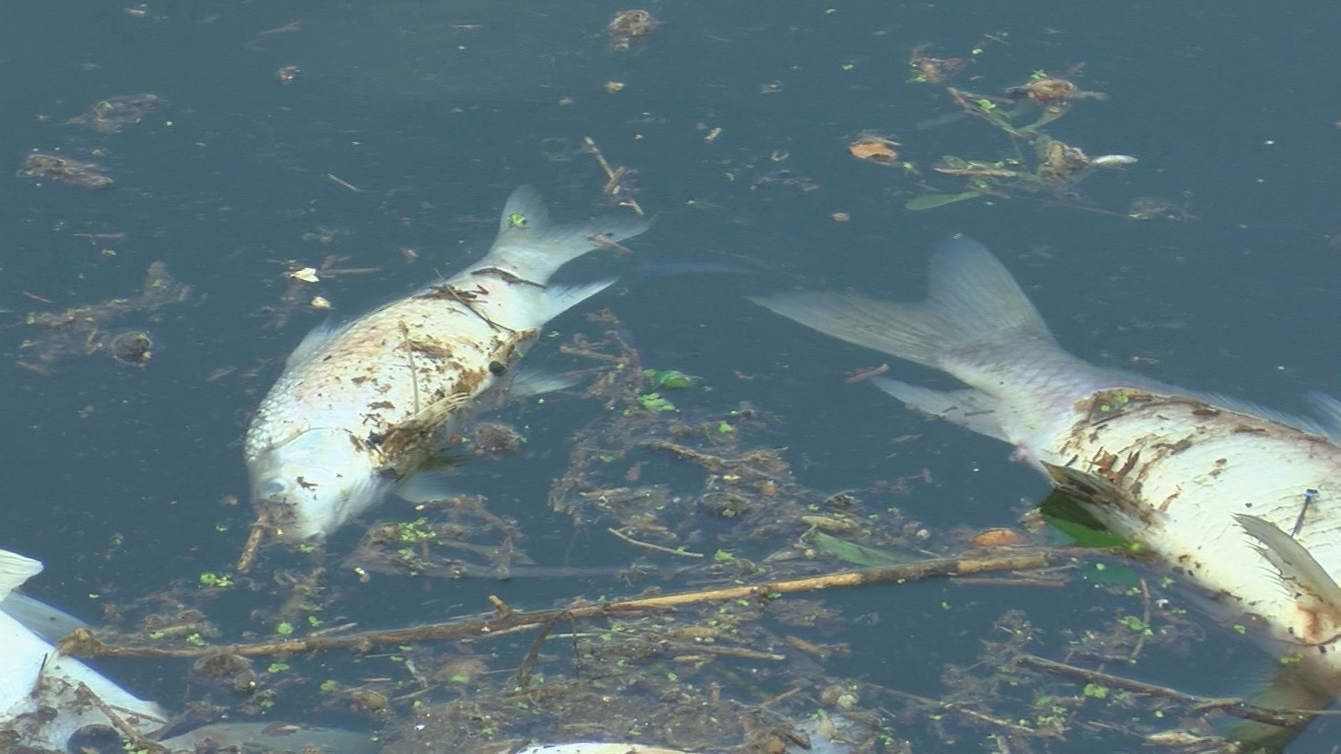 Dead Fish In Water