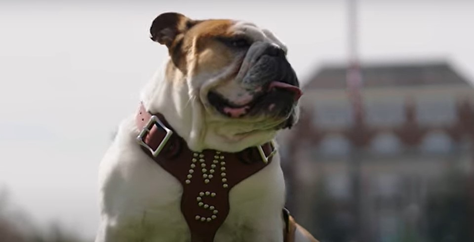 Logotipo Del Bulldog De La Msu