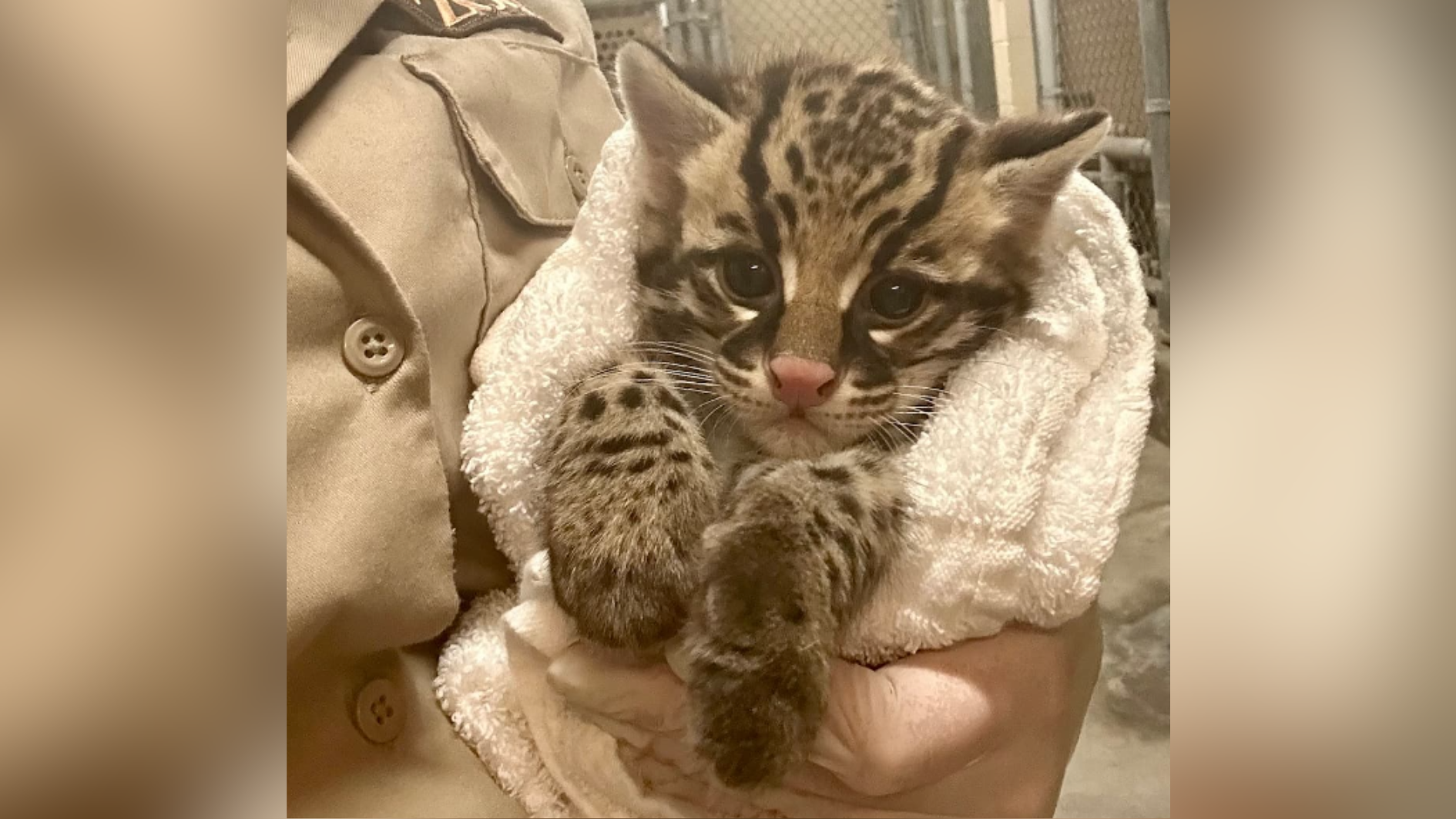 Ocelot Cub