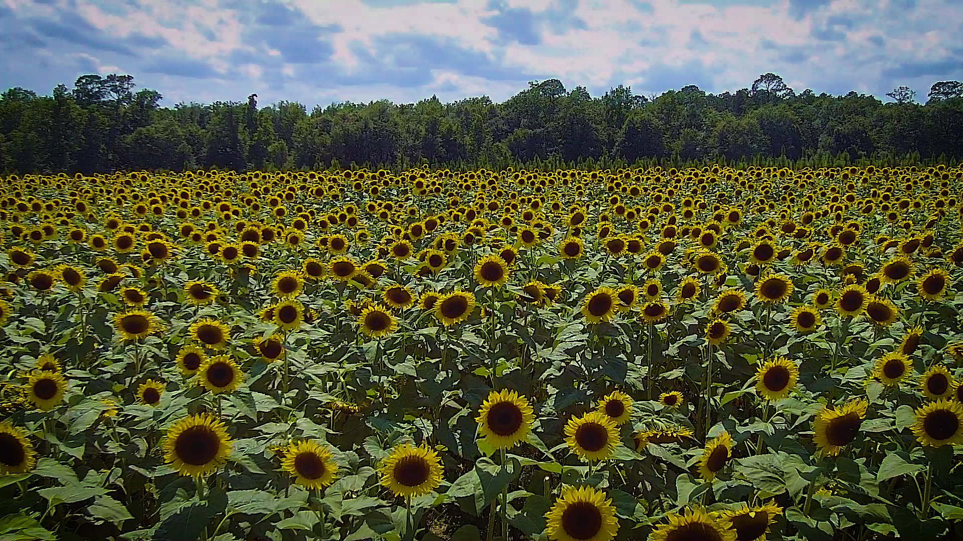 Sunflower Farm Gold Coast | Best Flower Site