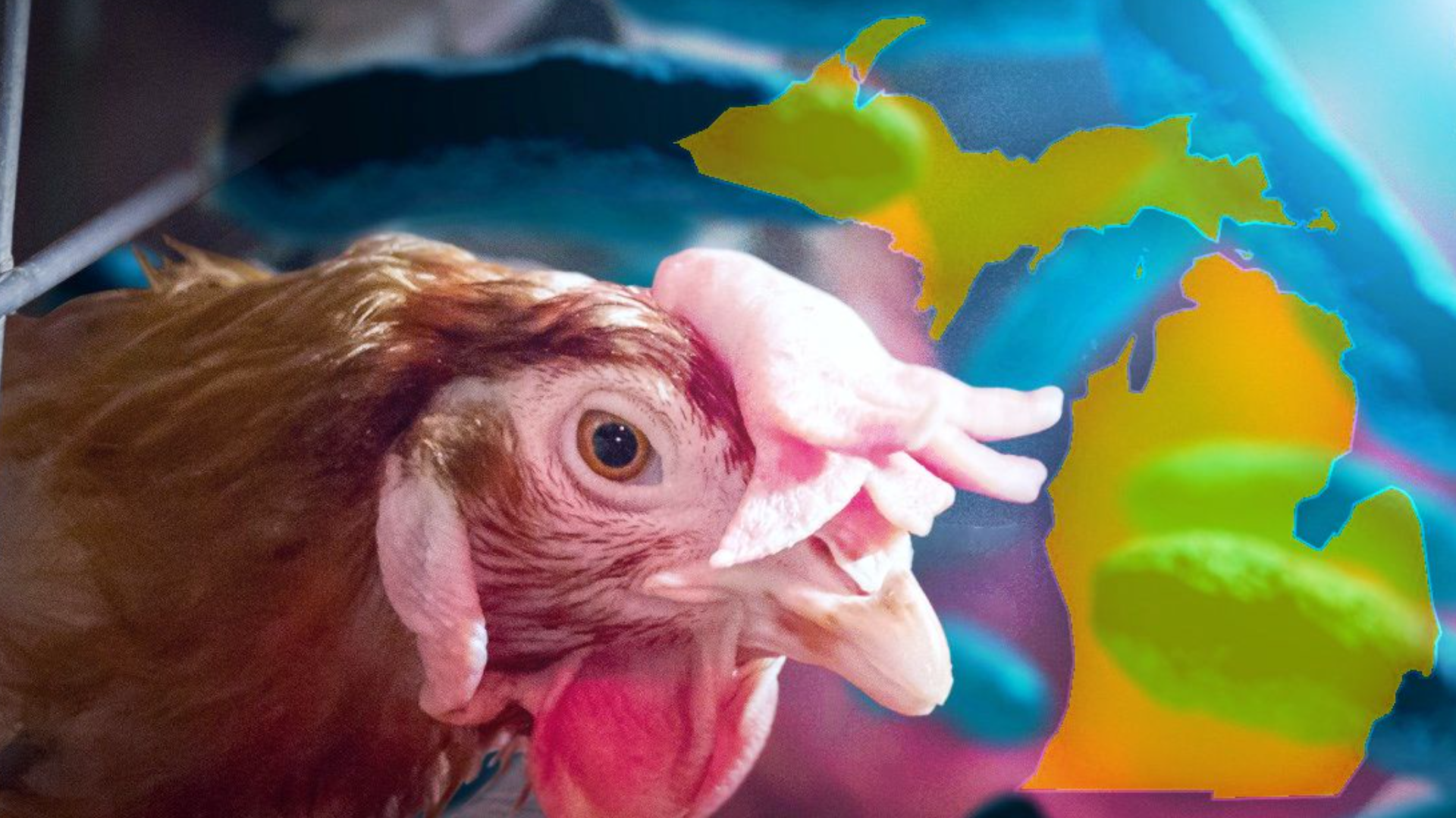Bird Flu Mask