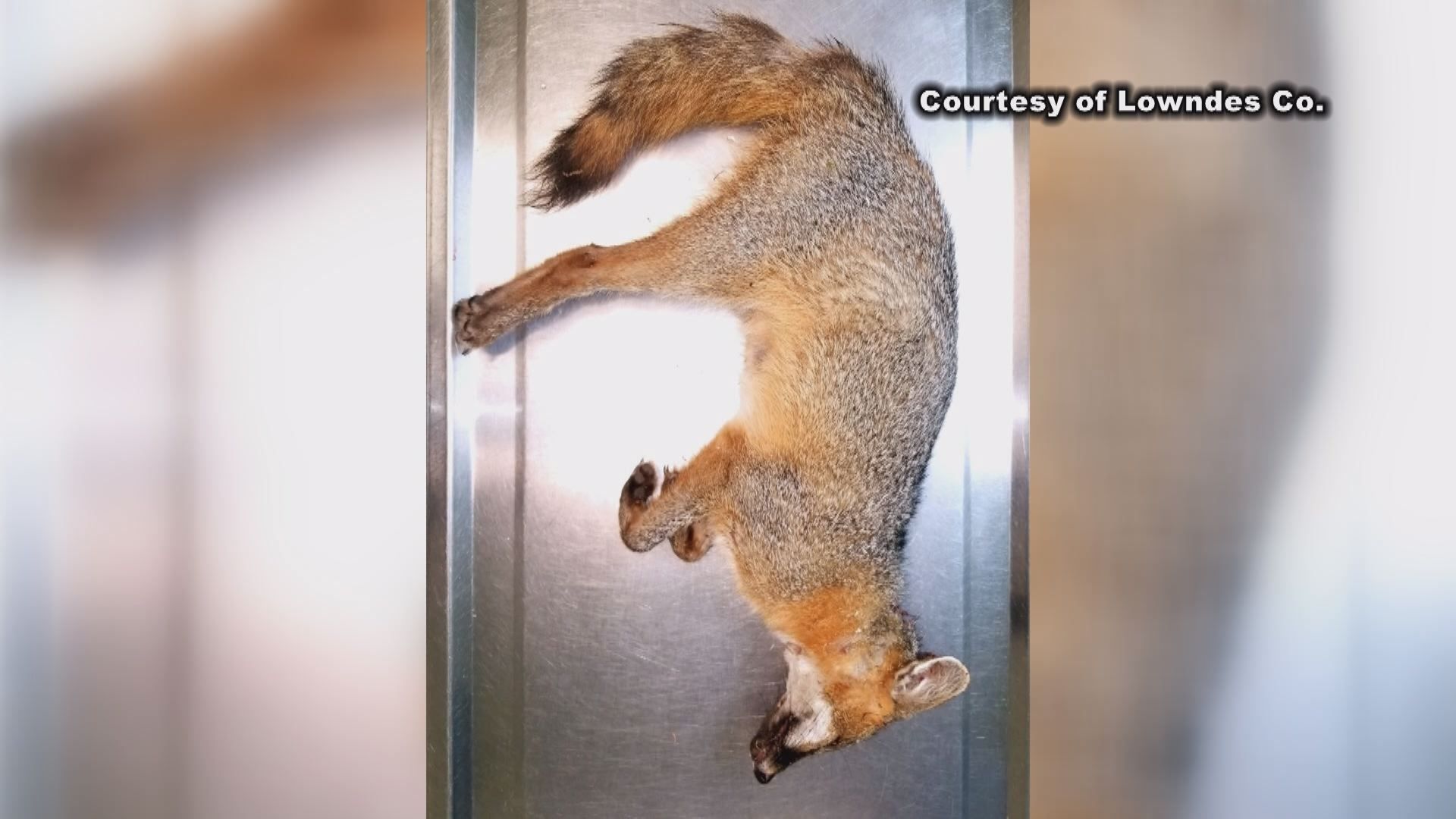 6-year-old girl attacked by rabid fox in Lowndes County