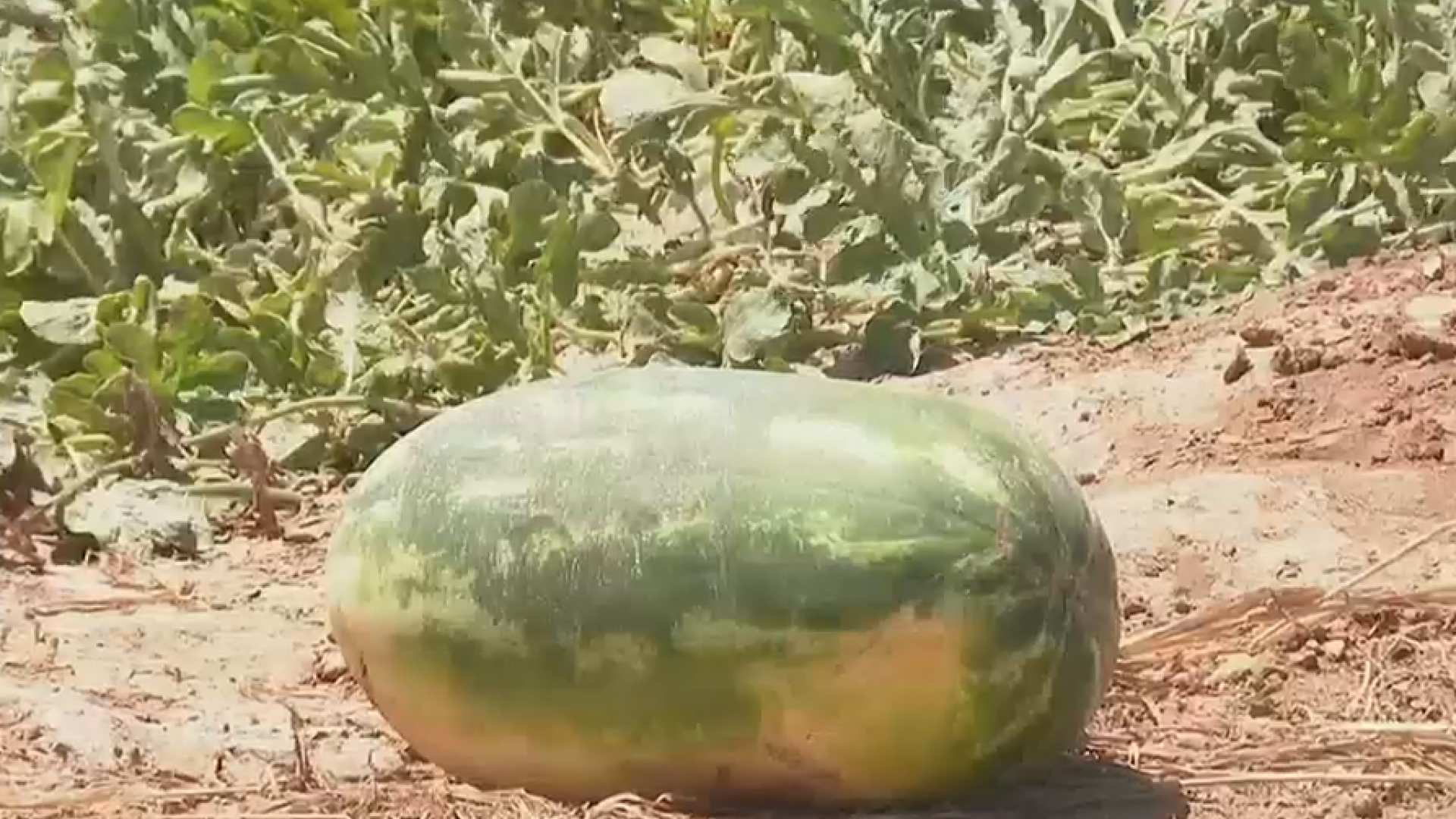Types Of Watermelons In Texas