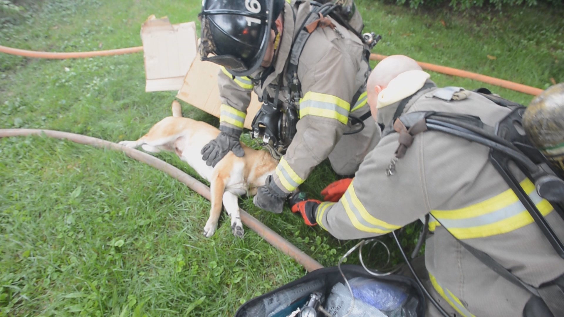 Firefighters Saving Dogs