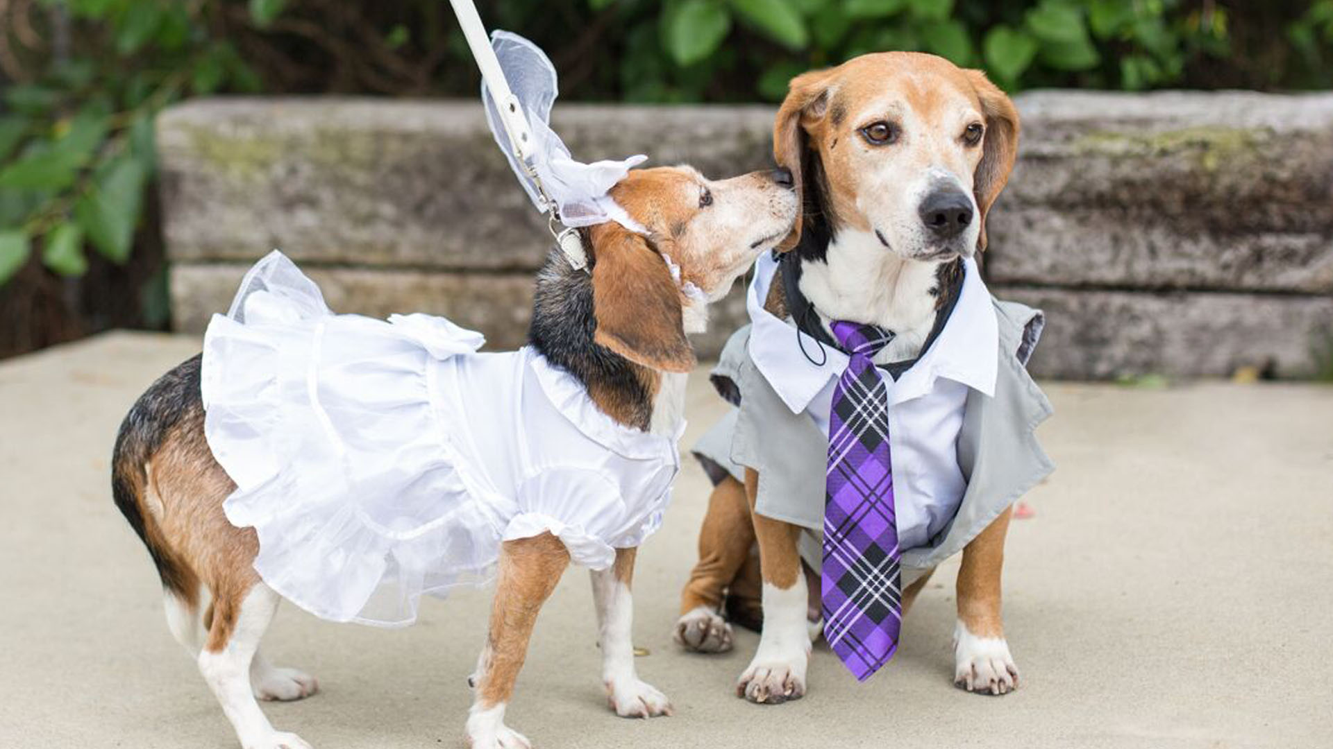 Dogs Getting Married
