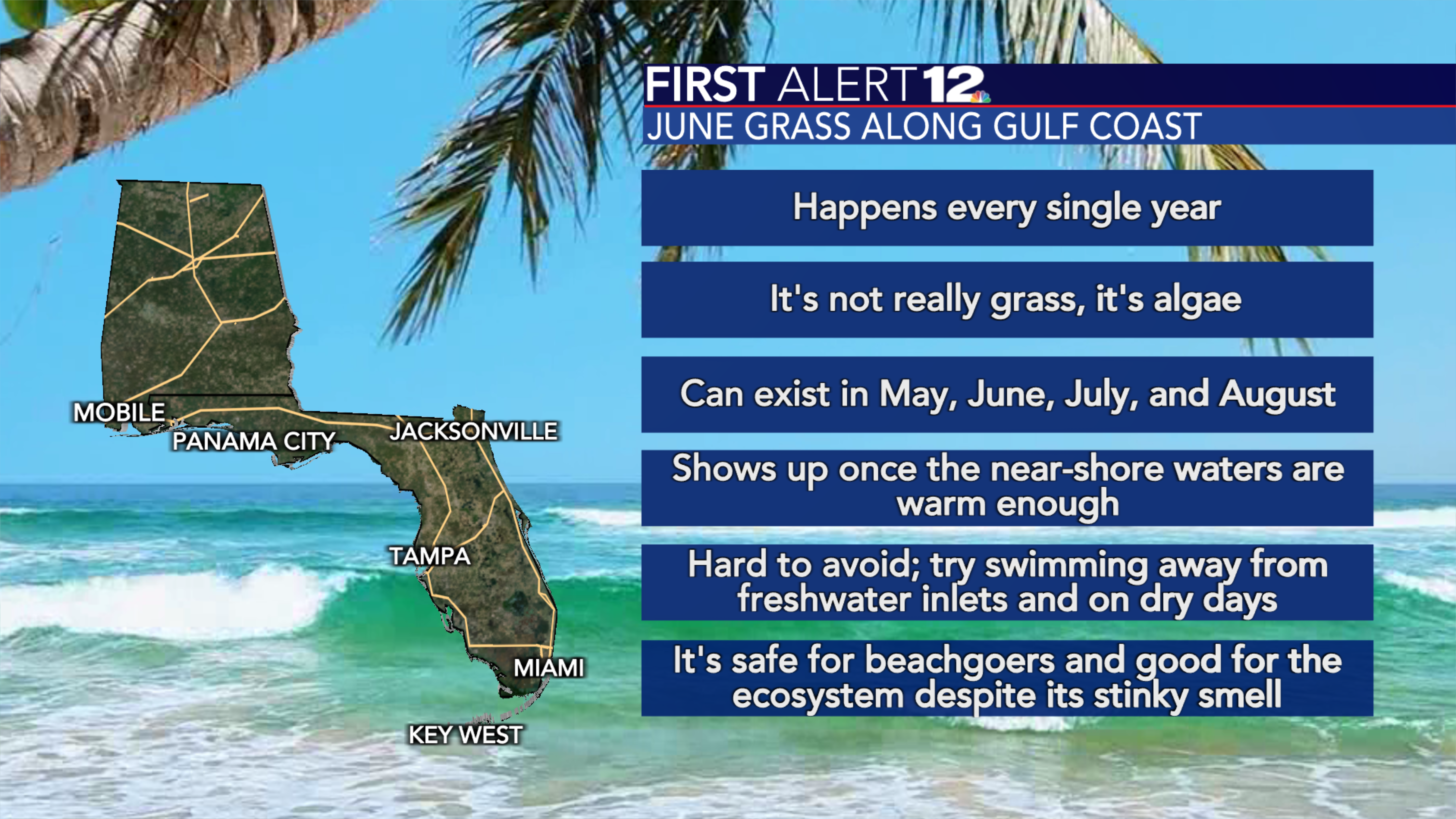 June Grass Seaweed