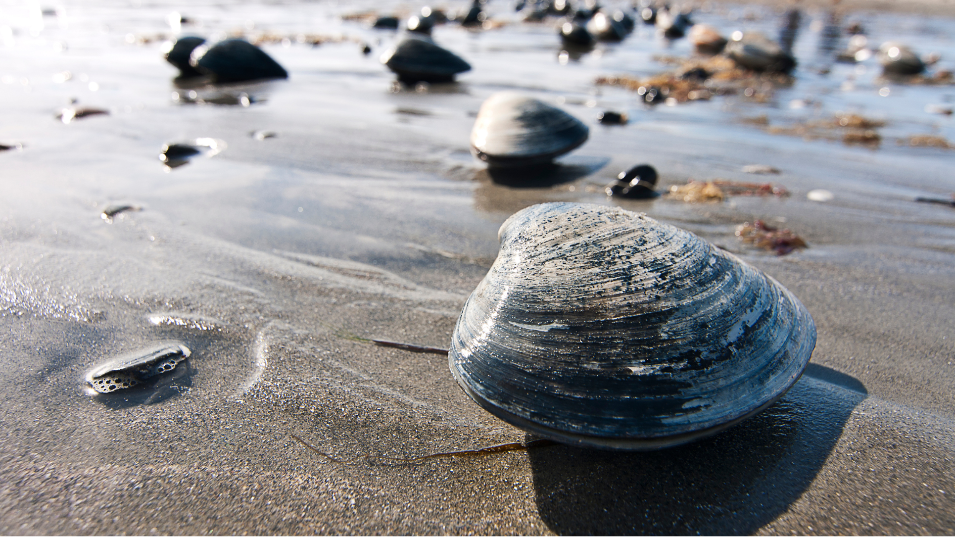 Clams On The Beach Shellfish And Invertebrates