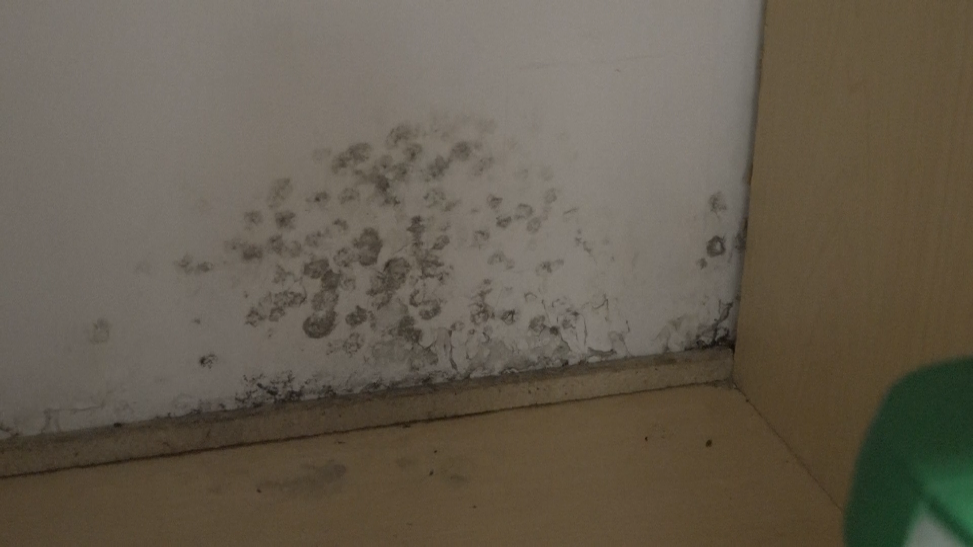 Hormodendrum Mold