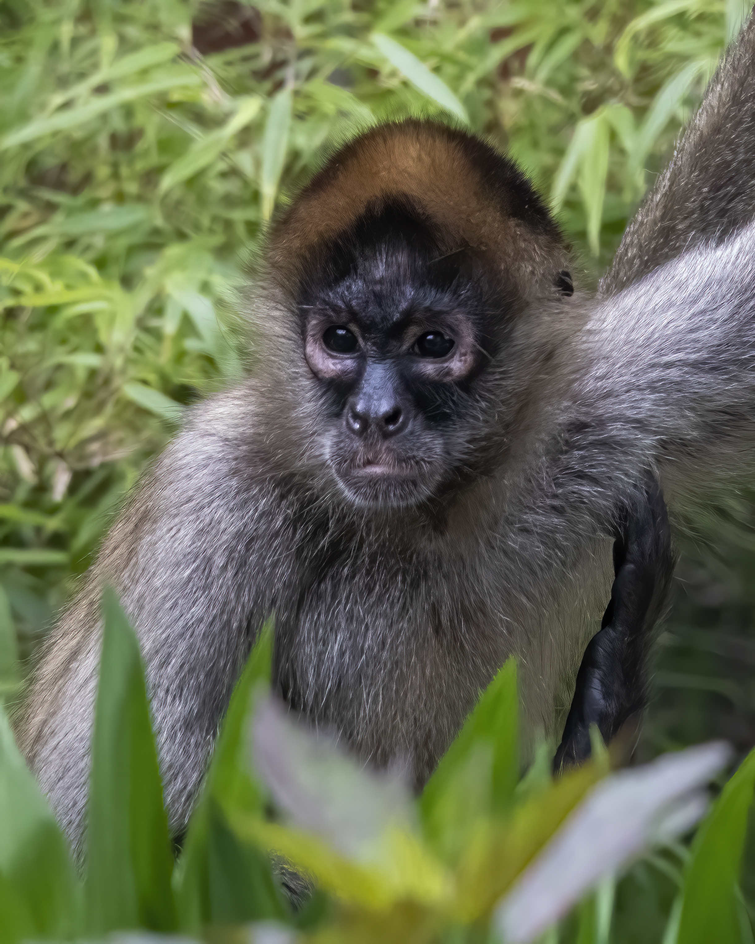 Spider Monkeys Playing