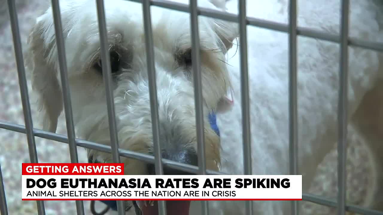 Animal Euthanasia Statistics 2022