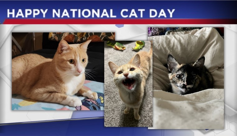 National Cat Day