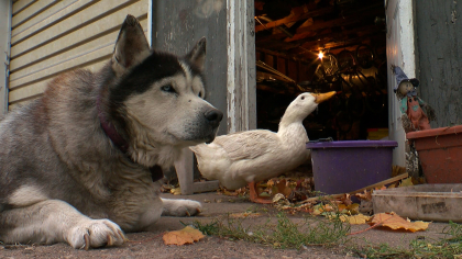 Max And Duck